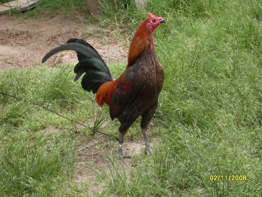 Old English Game For Sale | Chickens | Breed Information | Omlet