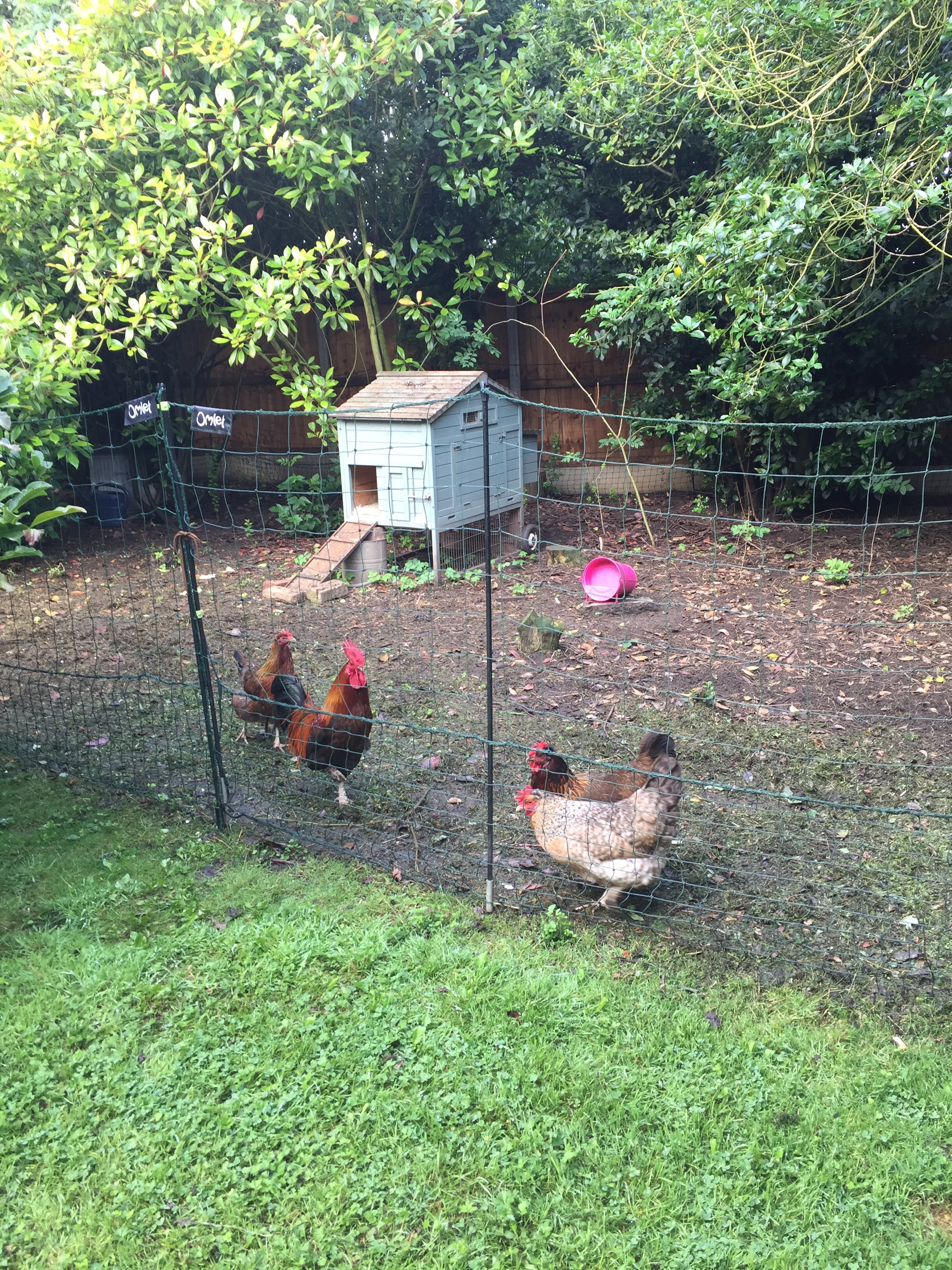 Omlet Chicken Fencing | Green Poultry Netting for Chickens