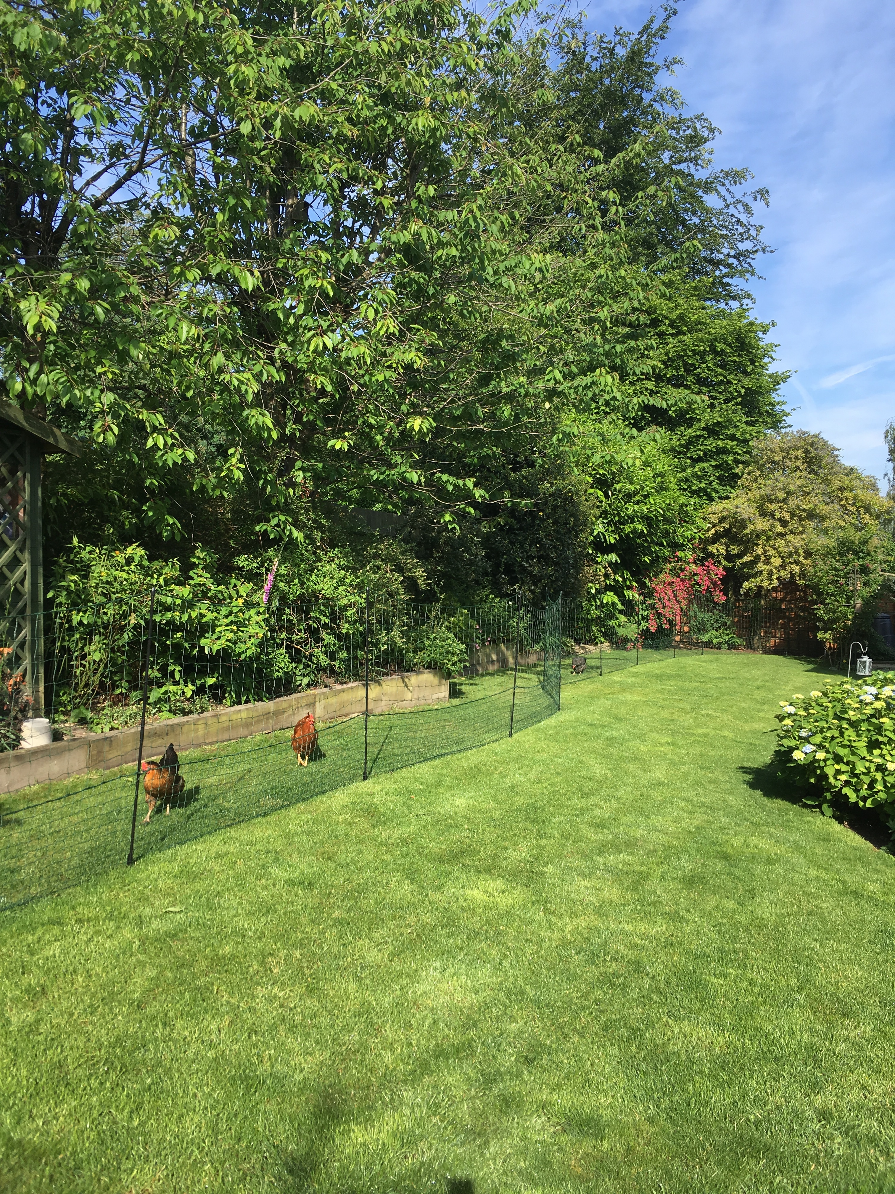 Omlet Chicken Fencing | Green Poultry Netting for Chickens