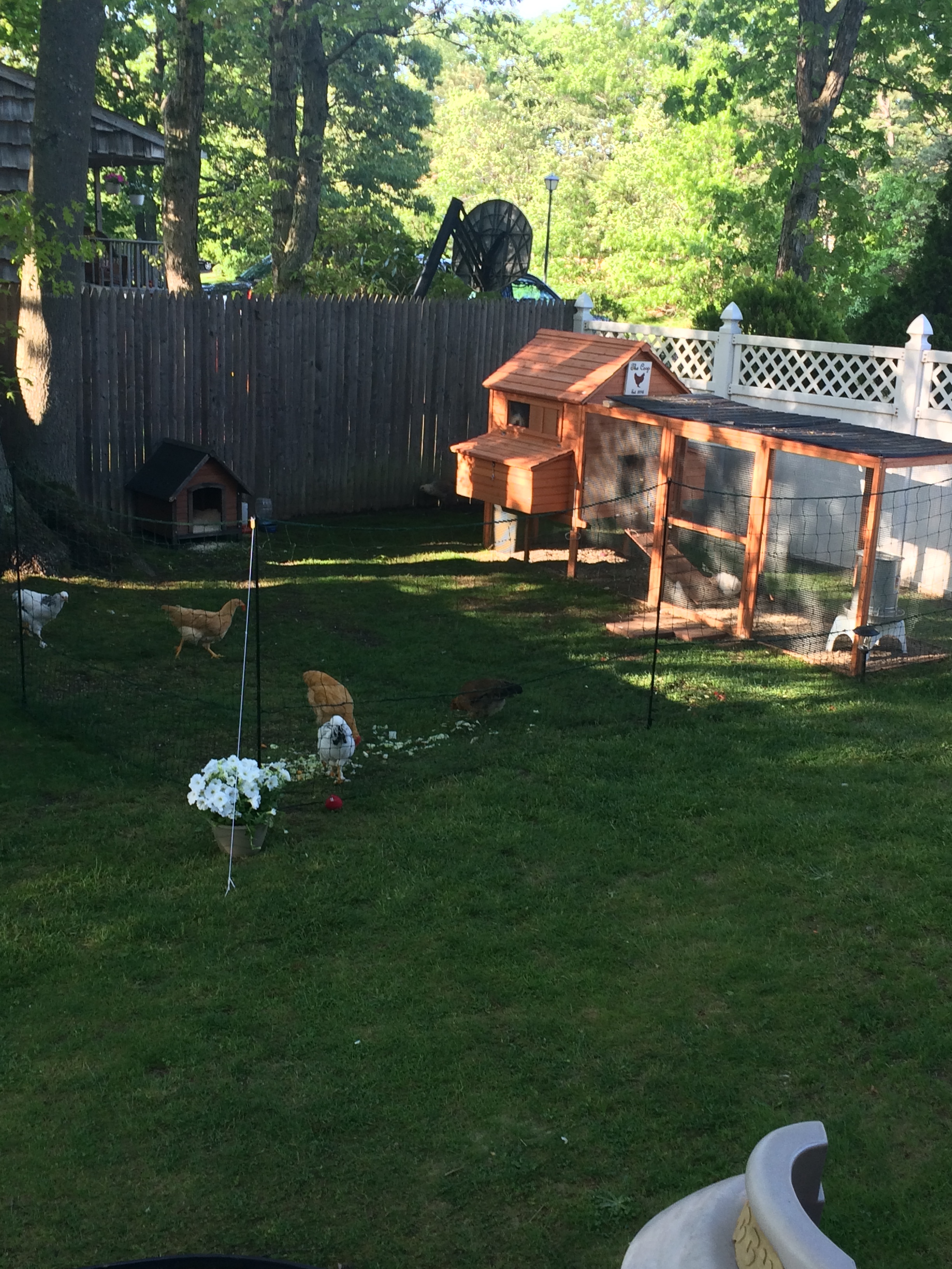 Omlet Chicken Fencing | Green Poultry Netting for Chickens