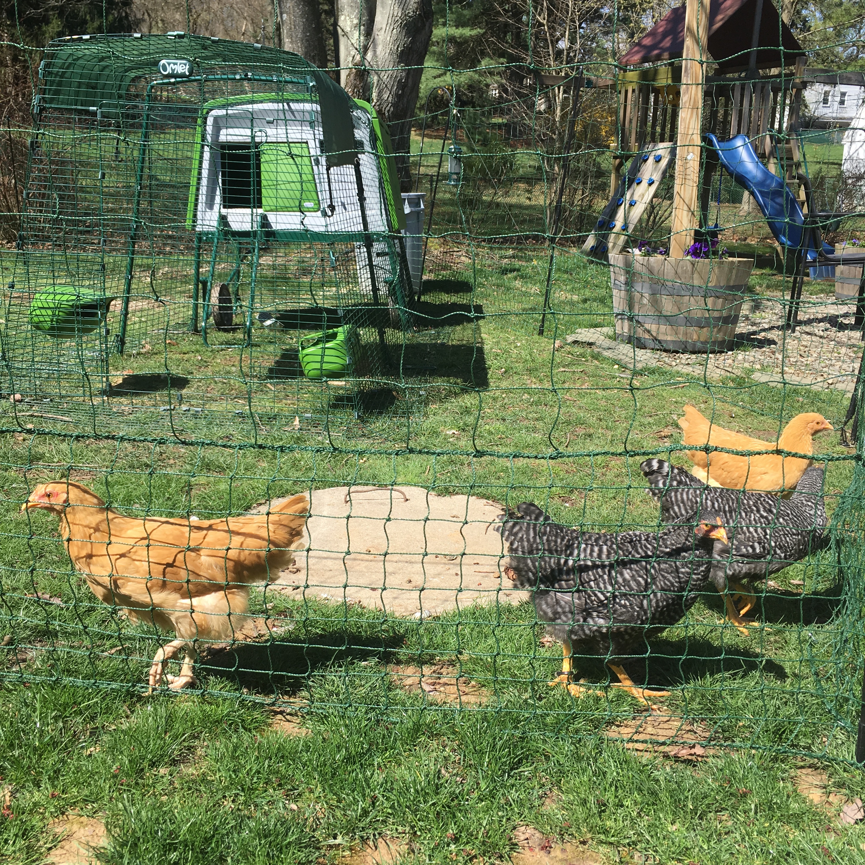 Omlet Chicken Fencing | Green Poultry Netting for Chickens