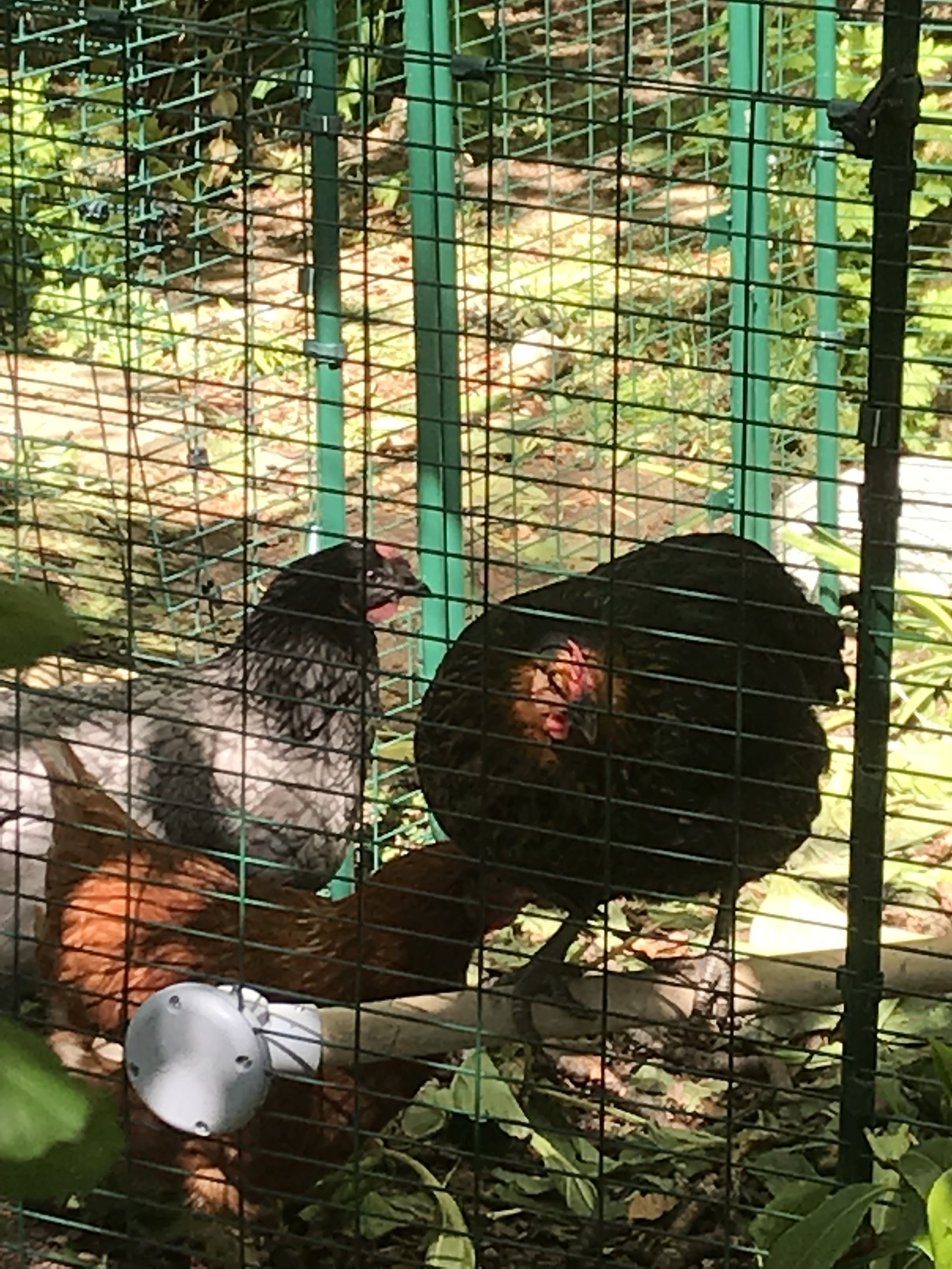 Omlet | The Omlet Chicken Perch