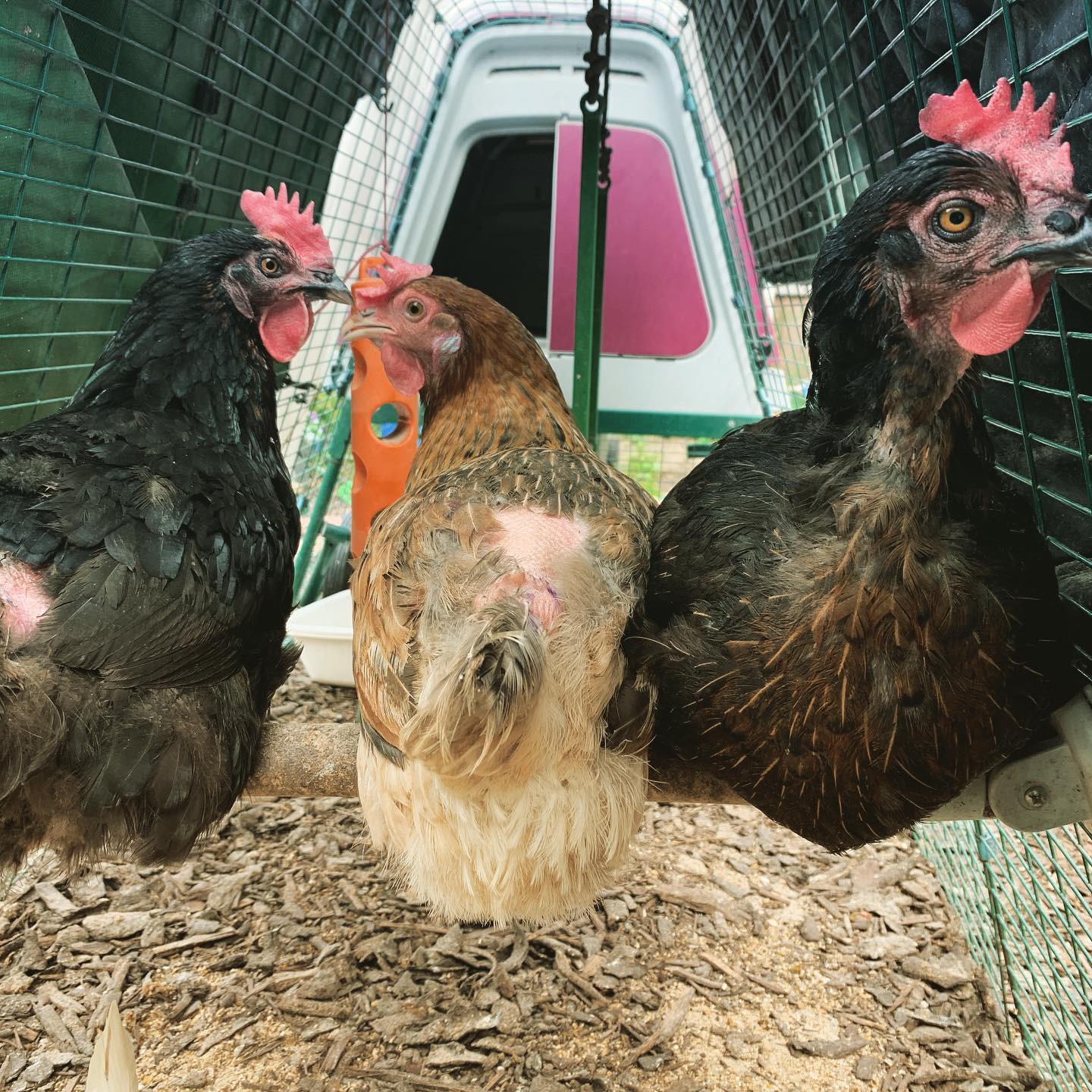 Omlet | The Omlet Chicken Perch