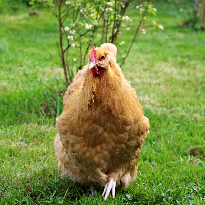Orpington For Sale | Chickens | Breed Information | Omlet