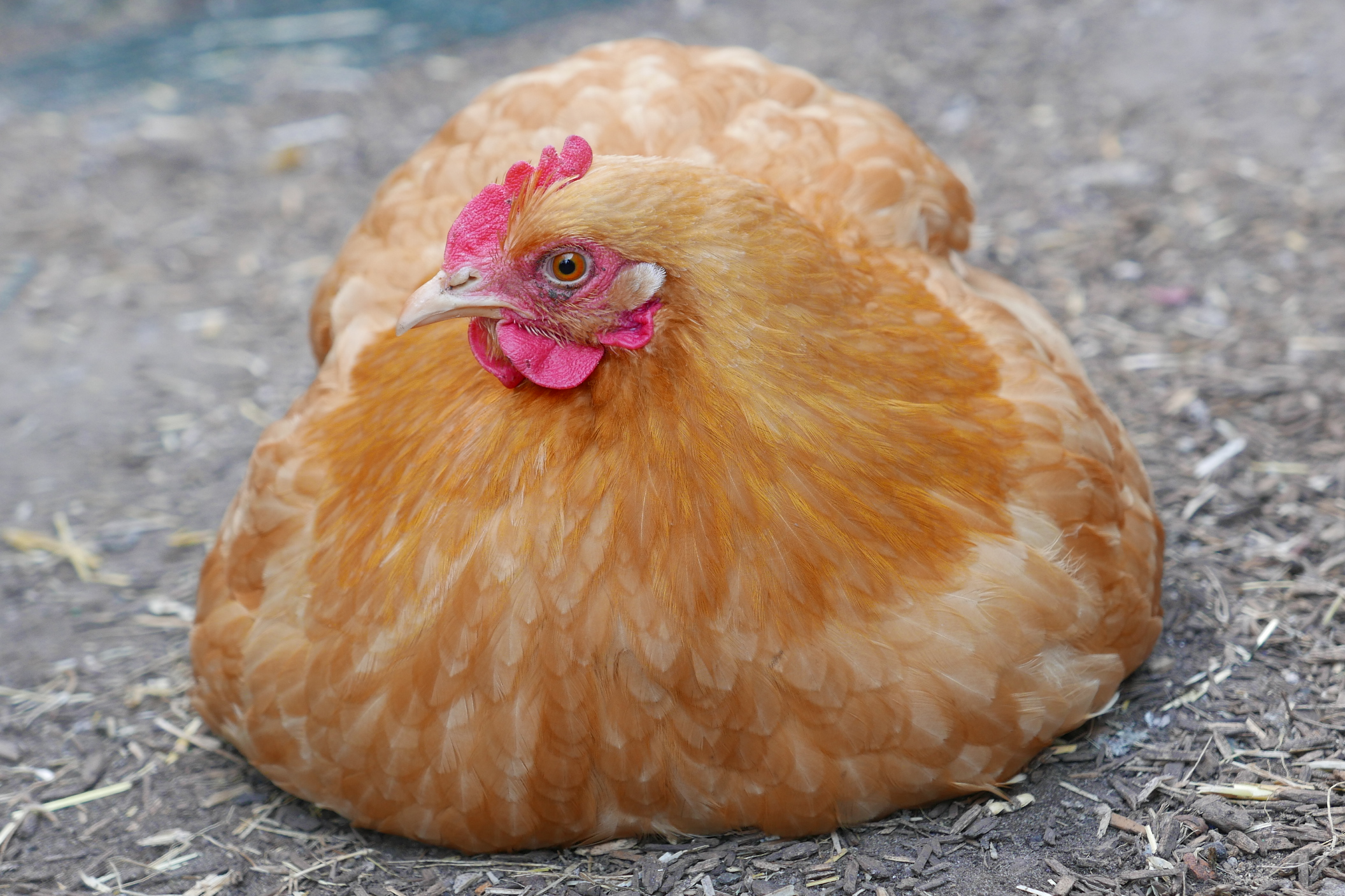 Orpington For Sale | Chickens | Breed Information | Omlet