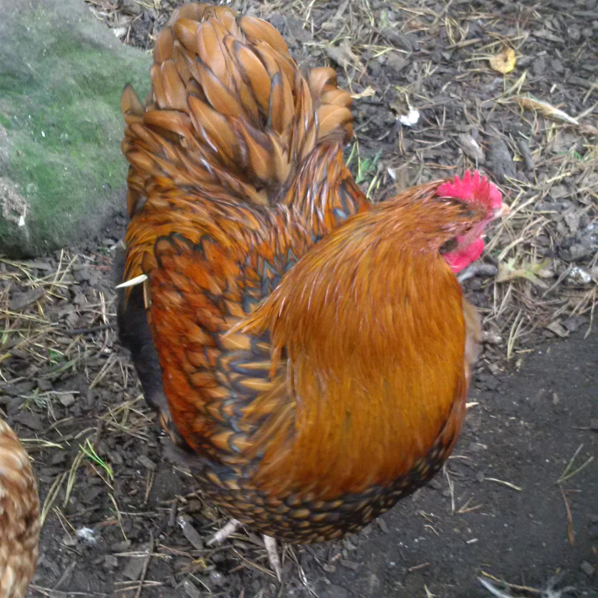 Orpington For Sale | Chickens | Breed Information | Omlet
