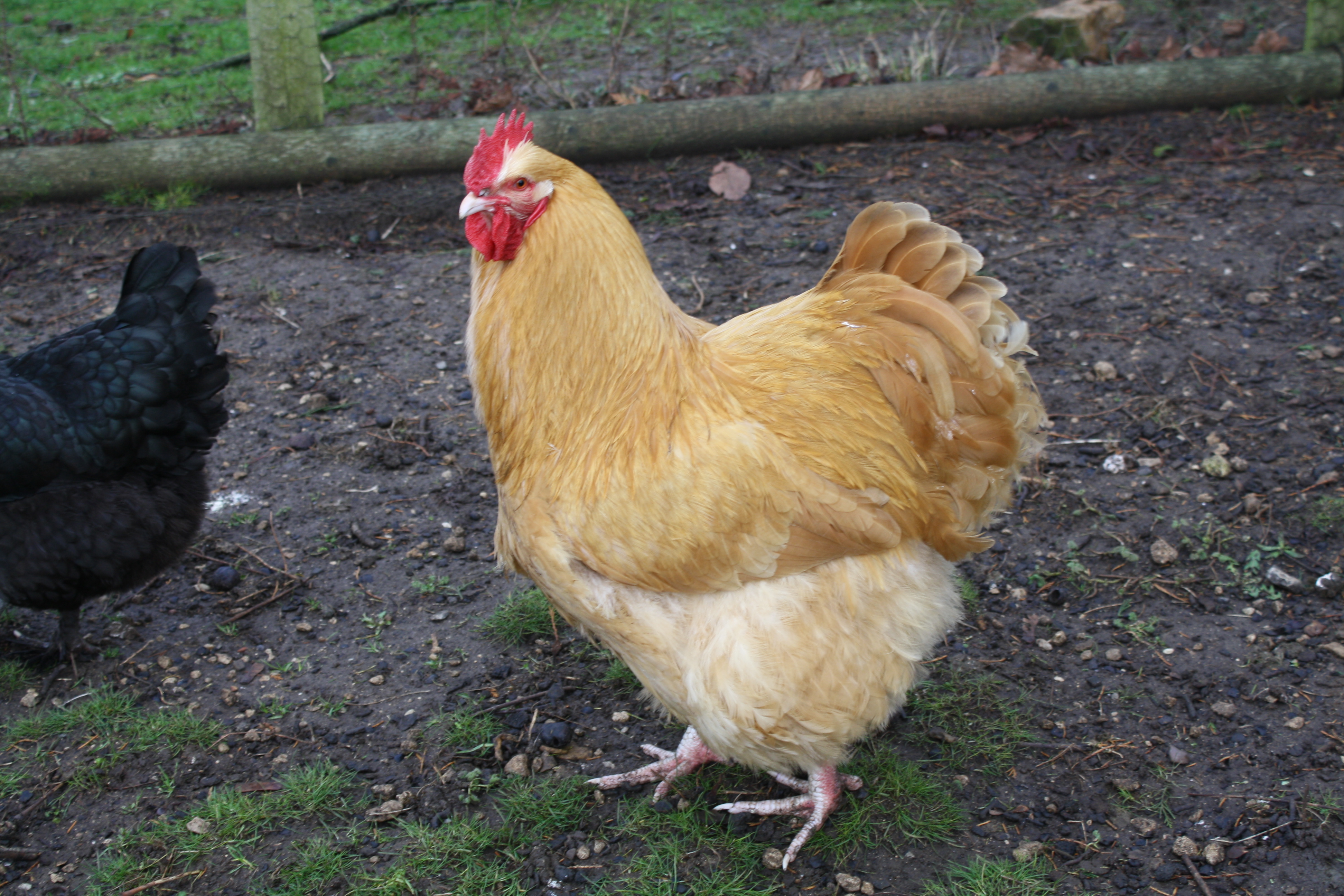 Orpington For Sale | Chickens | Breed Information | Omlet
