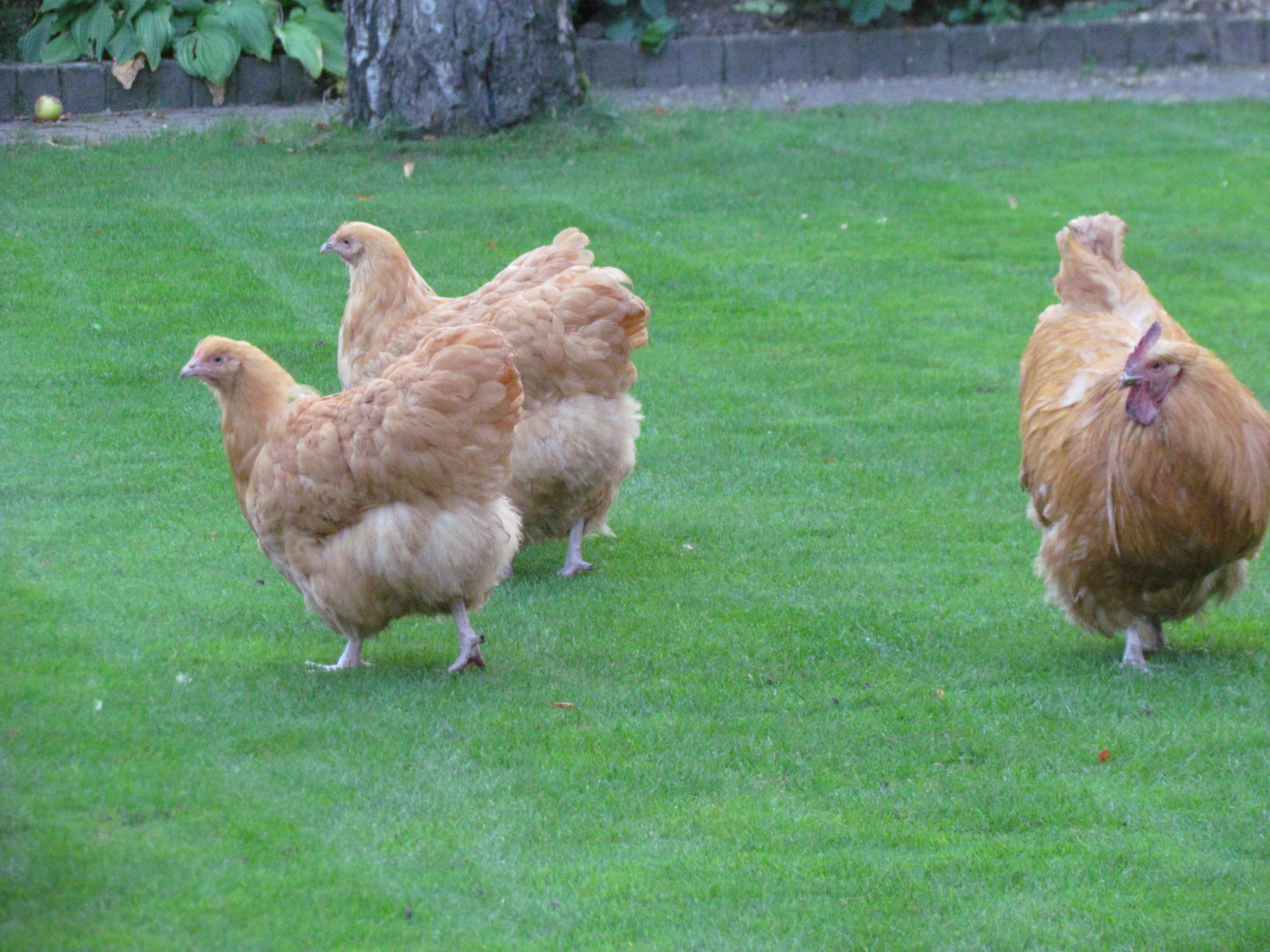 Orpington For Sale | Chickens | Breed Information | Omlet