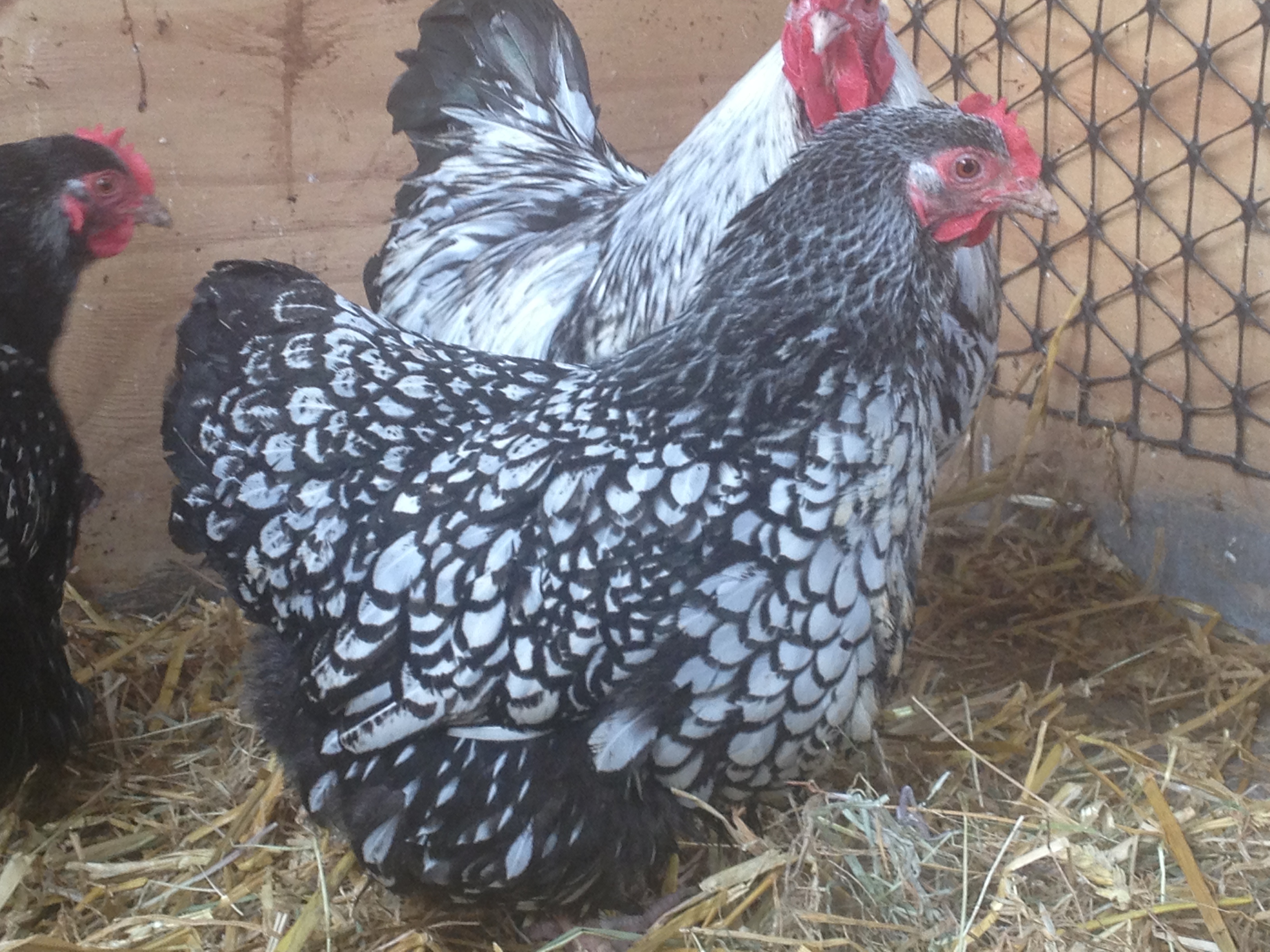 Orpington For Sale | Chickens | Breed Information | Omlet