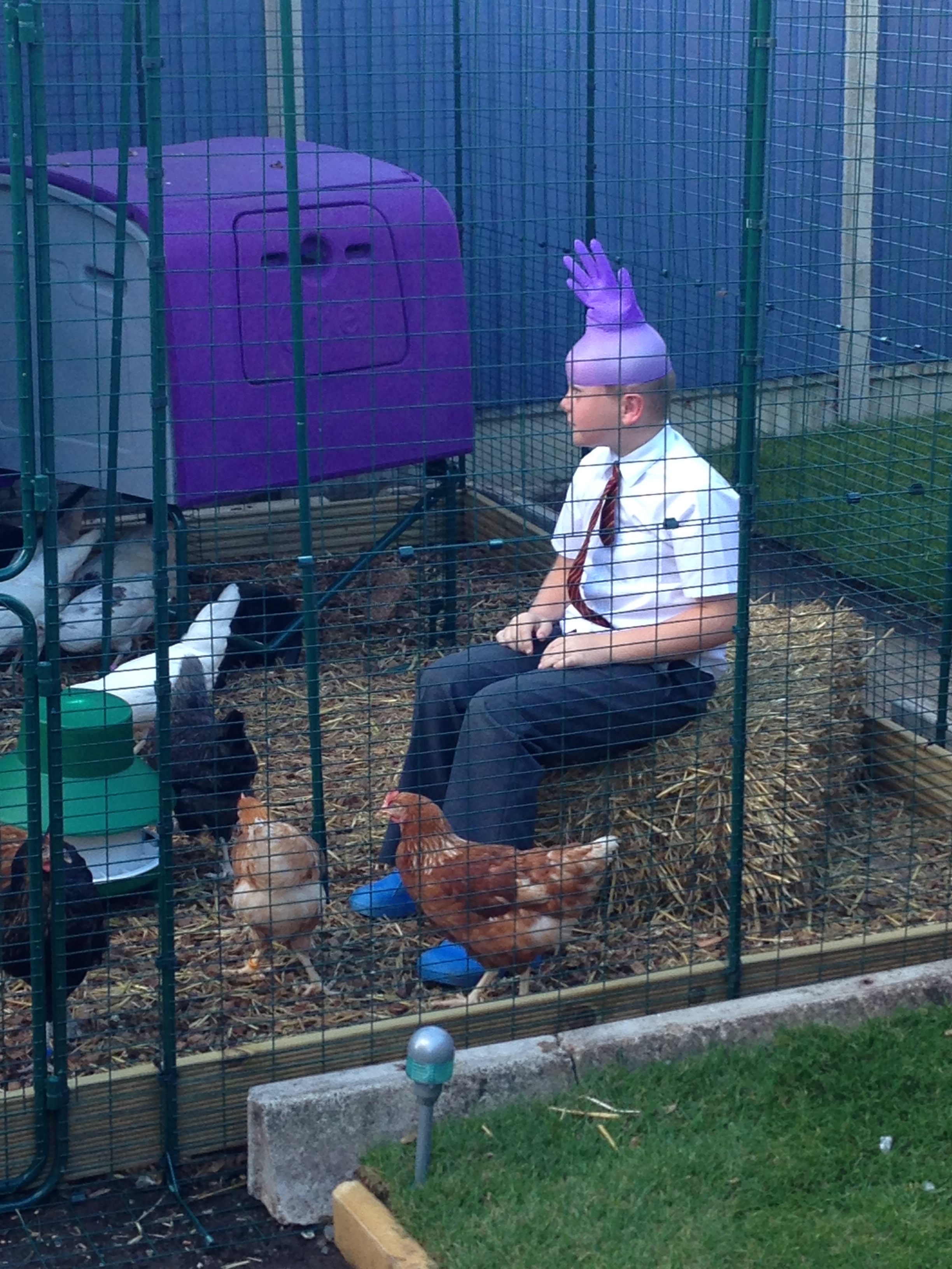 Walk in Chicken Run | Large Outdoor Chicken Enclosure