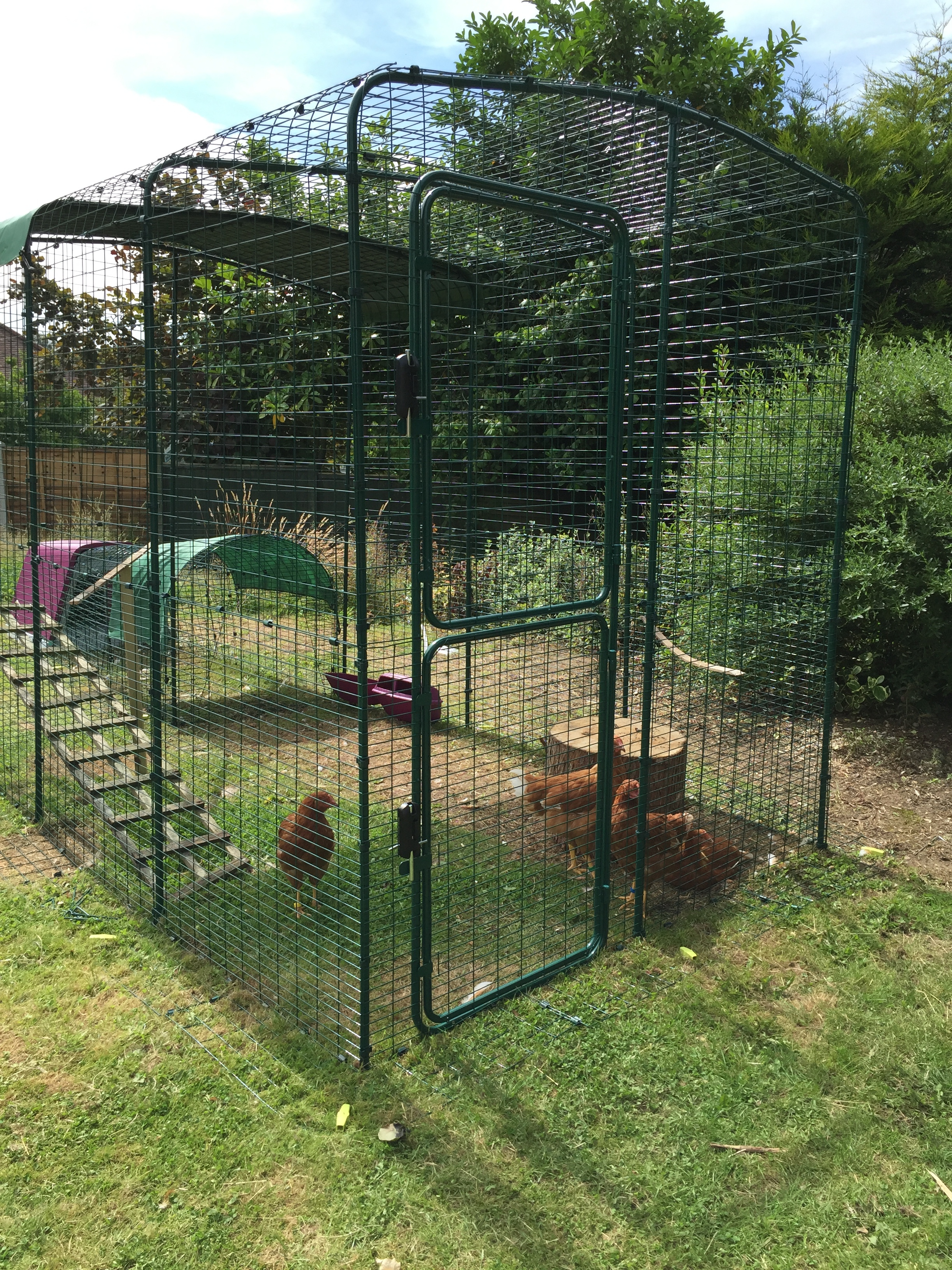 Walk in Chicken Run | Large Outdoor Chicken Enclosure