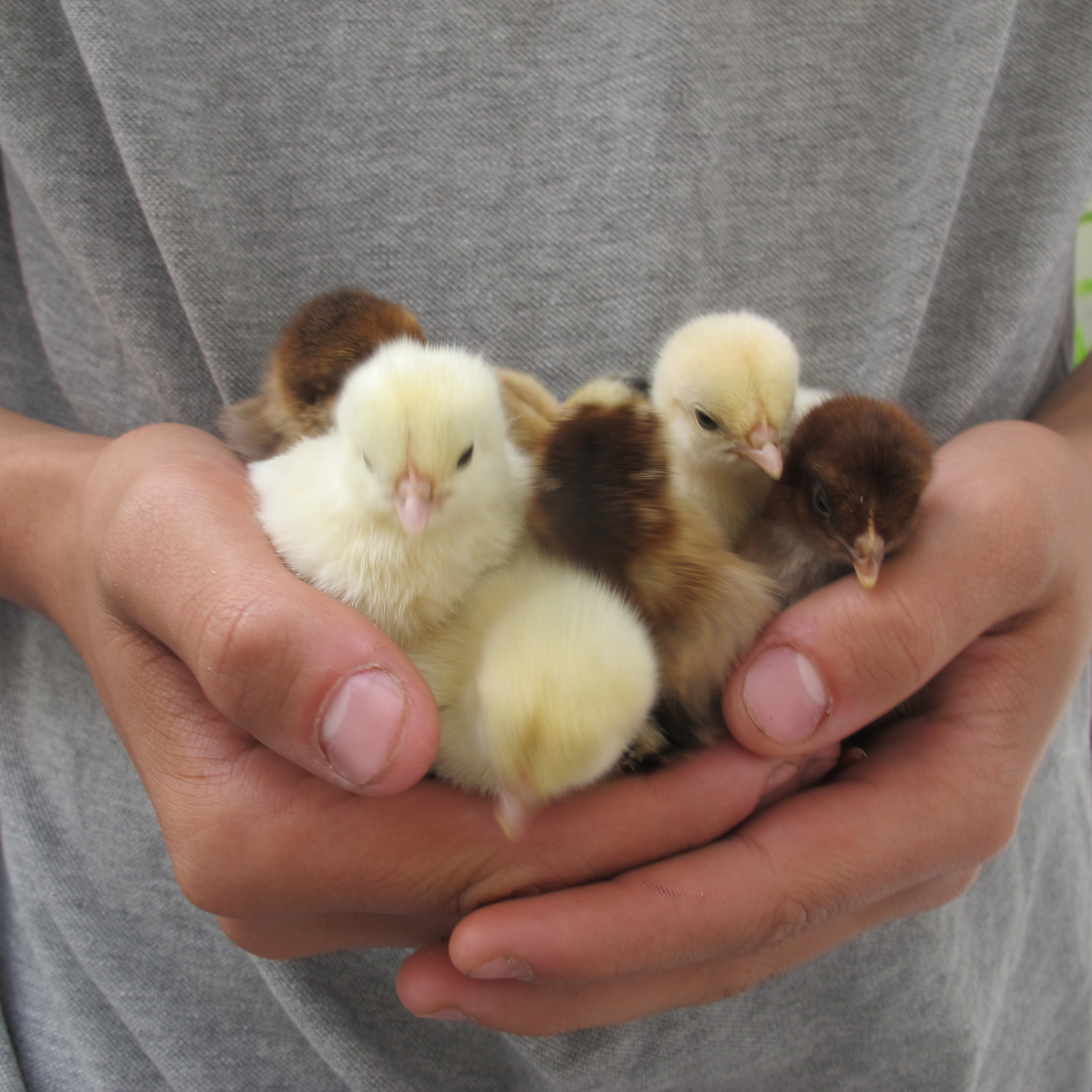 Pekin Bantam For Sale | Chickens | Breed Information | Omlet