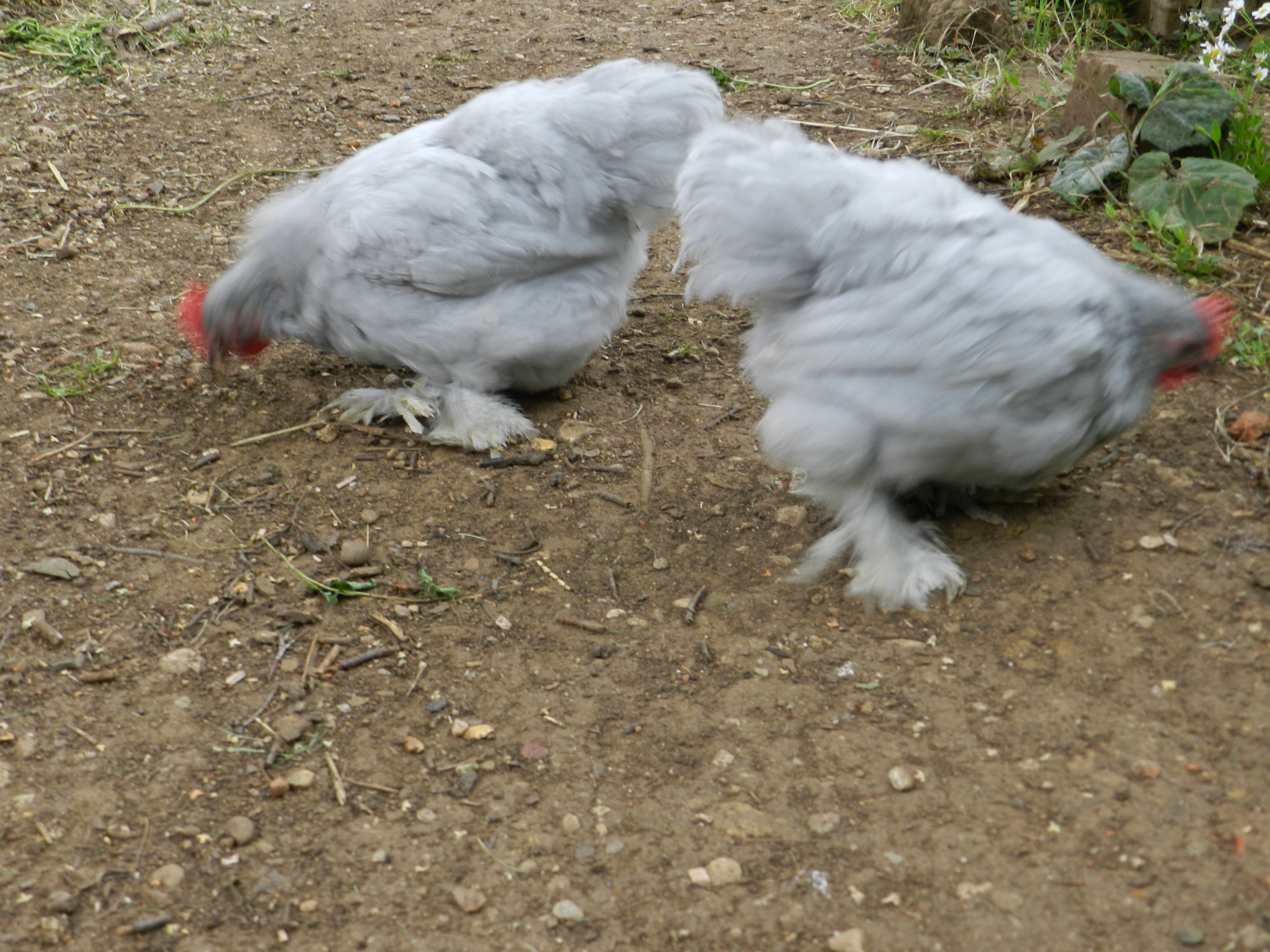 Pekin Bantam For Sale | Chickens | Breed Information | Omlet