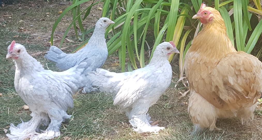 Pekin Bantam For Sale | Chickens | Breed Information | Omlet