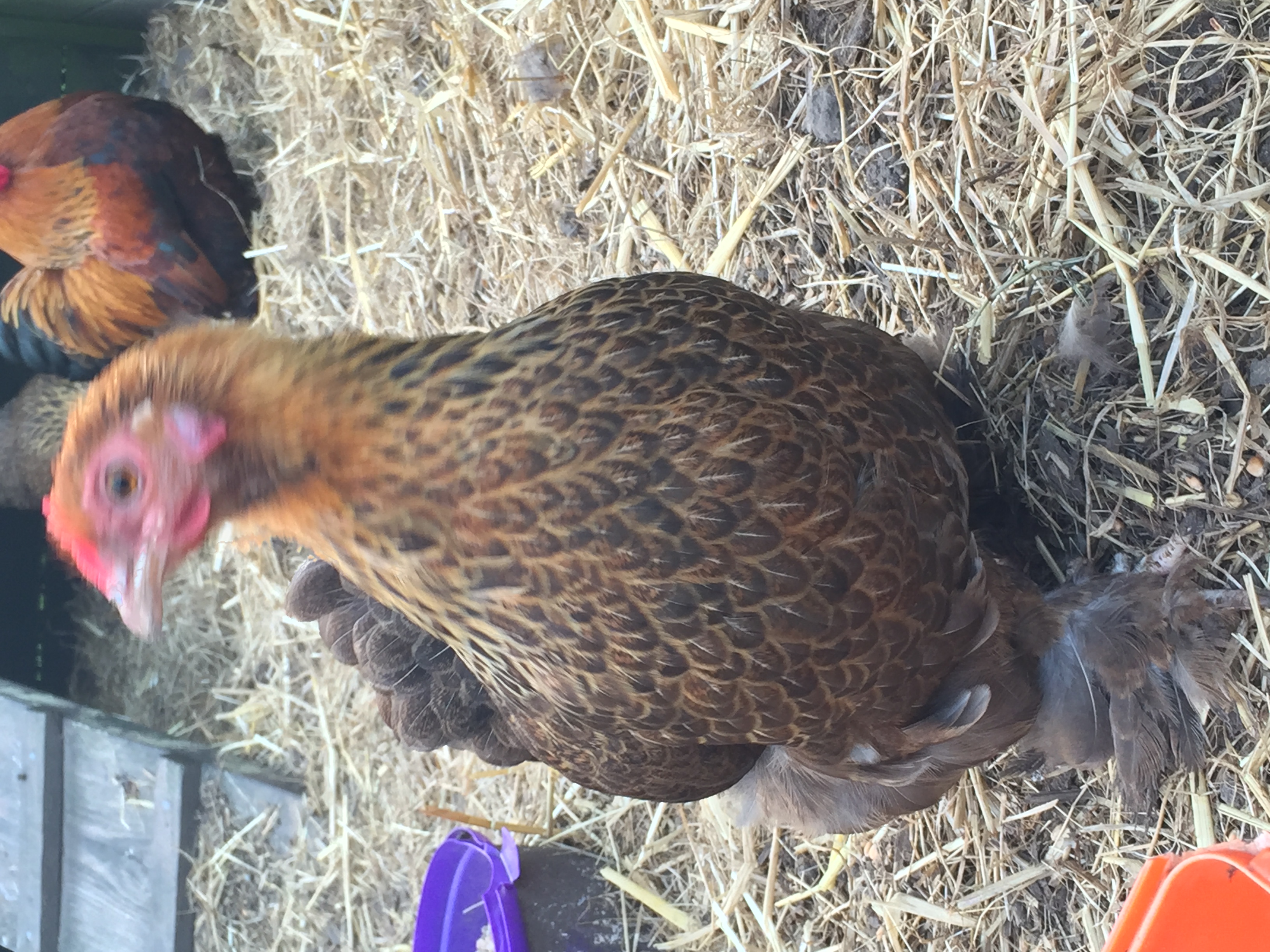 Pekin Bantam For Sale | Chickens | Breed Information | Omlet