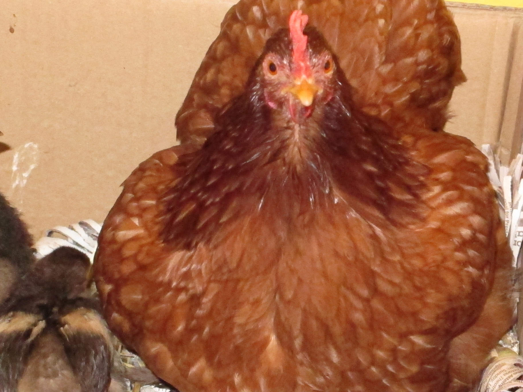 Pekin Bantam For Sale | Chickens | Breed Information | Omlet