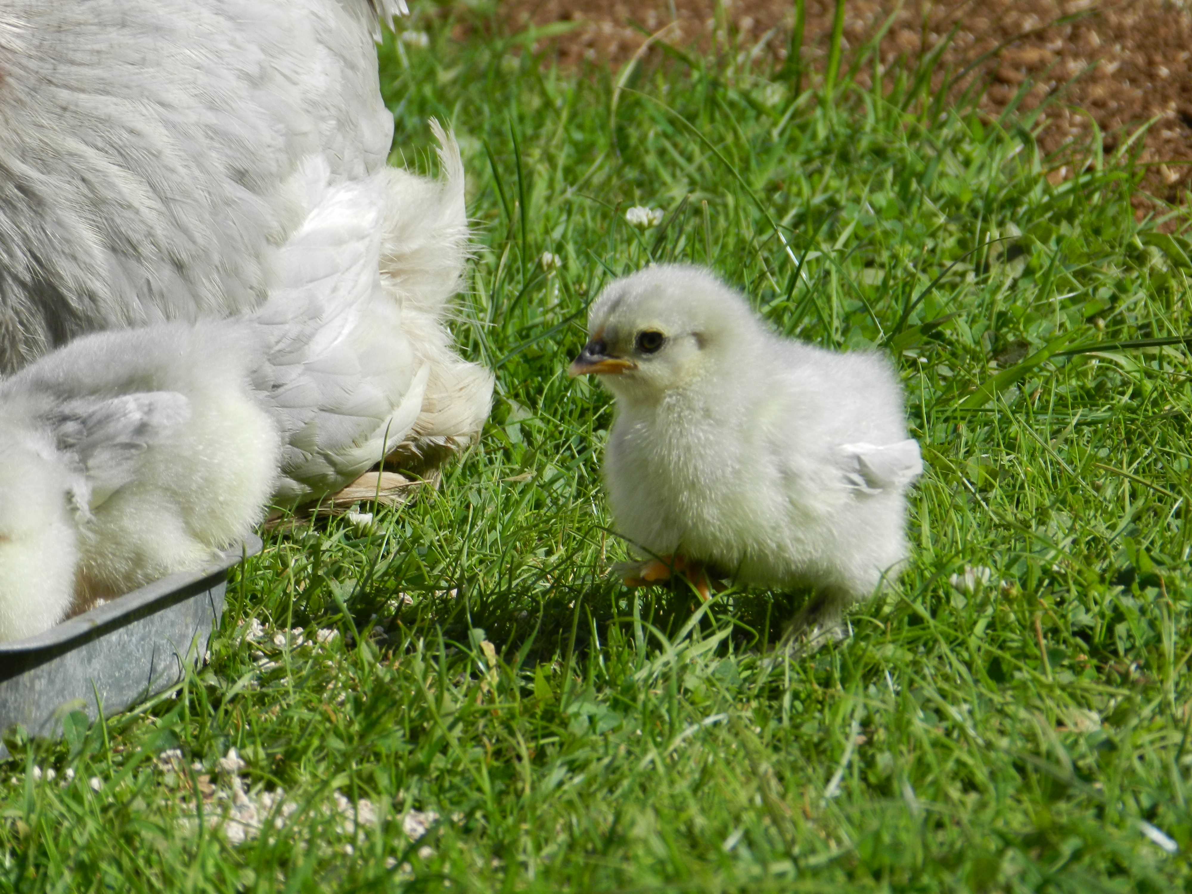 Pekin Bantam For Sale | Chickens | Breed Information | Omlet