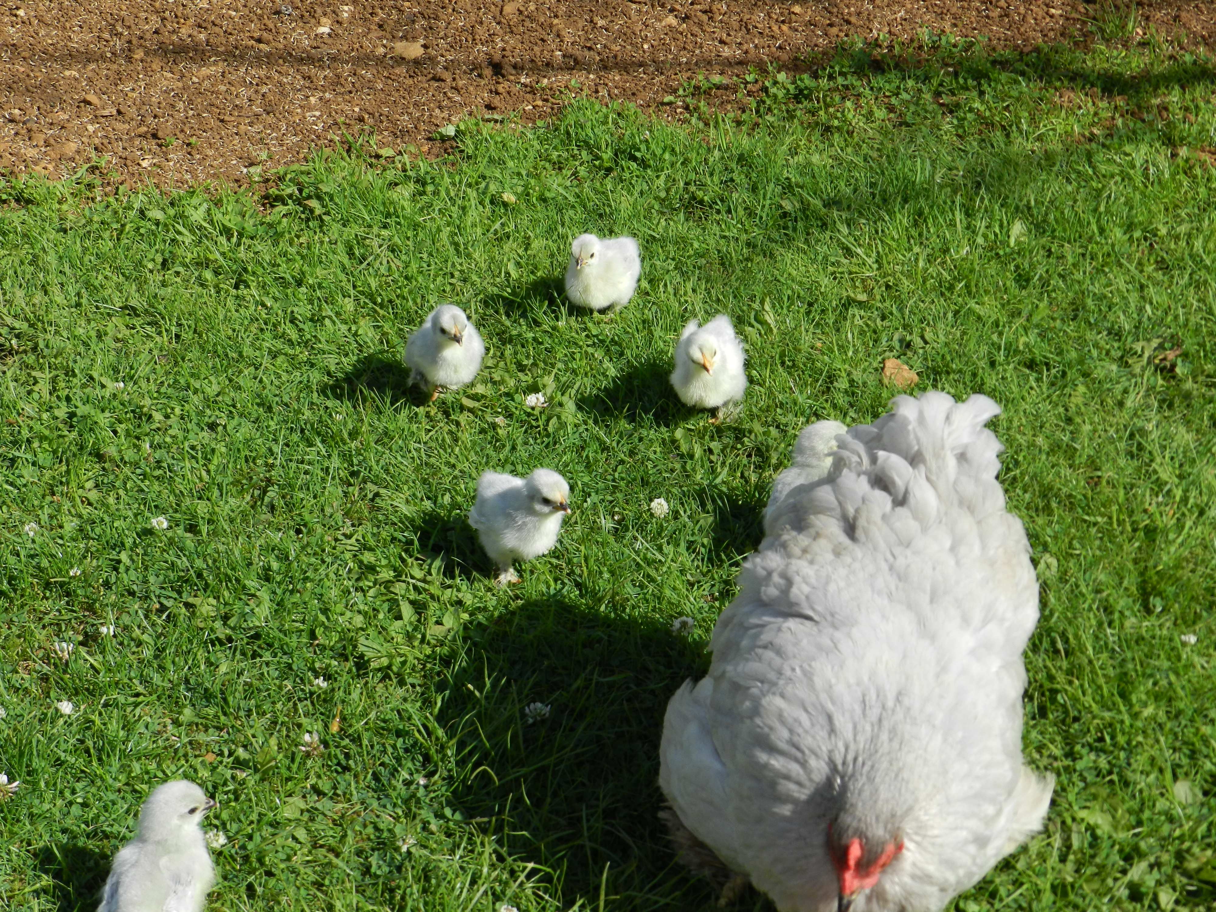 Pekin Bantam For Sale | Chickens | Breed Information | Omlet