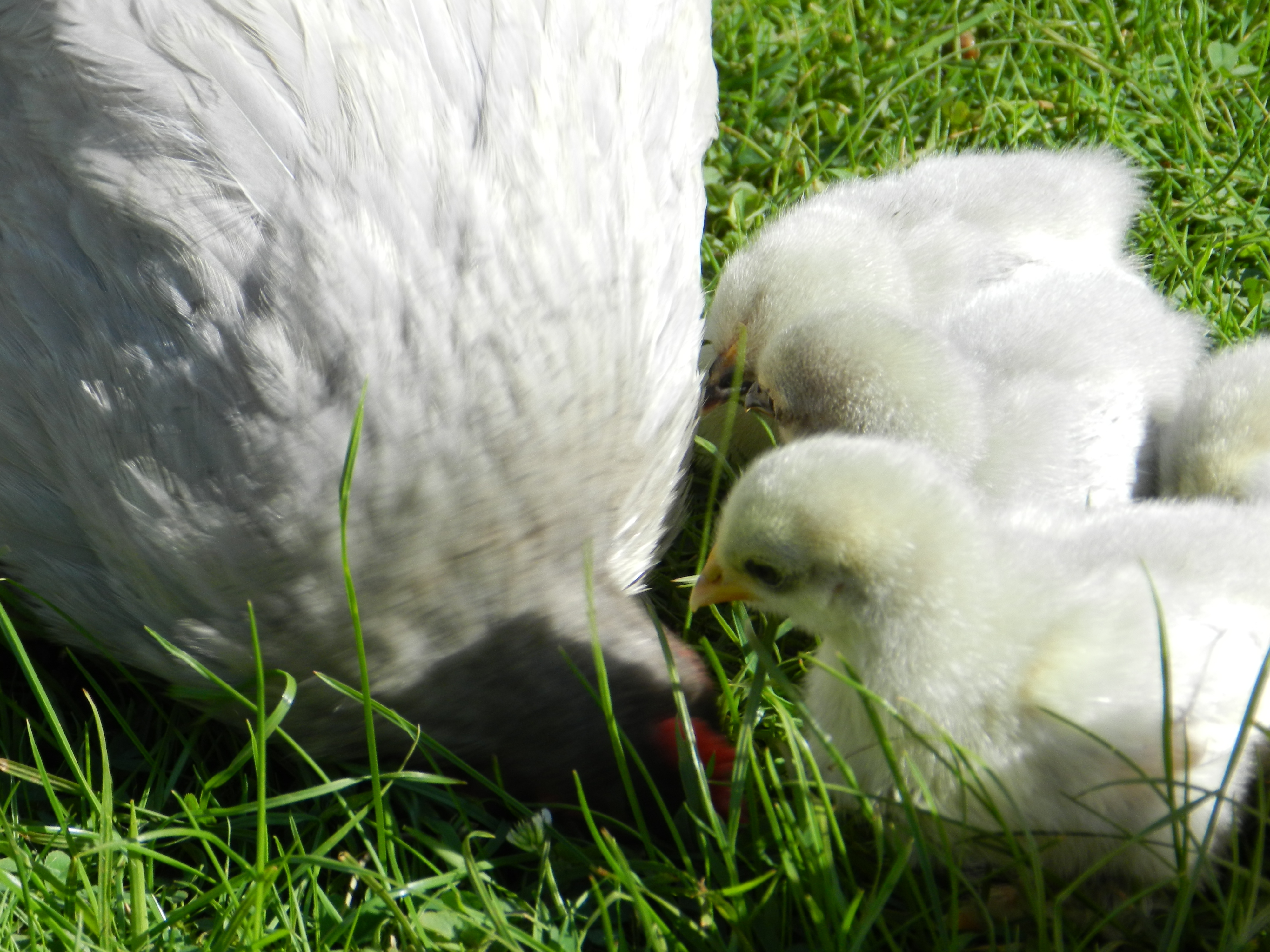 Pekin Bantam For Sale | Chickens | Breed Information | Omlet