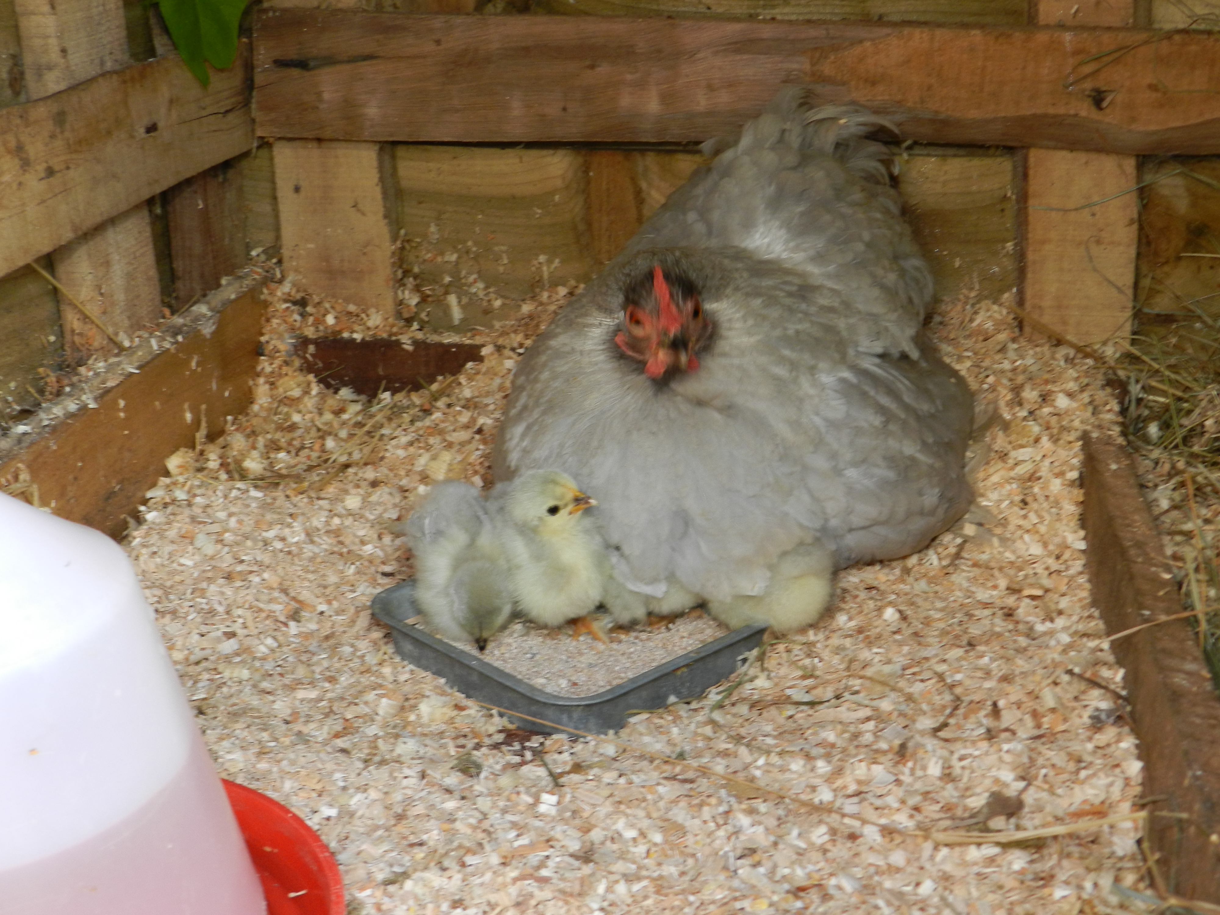 Pekin Bantam For Sale | Chickens | Breed Information | Omlet