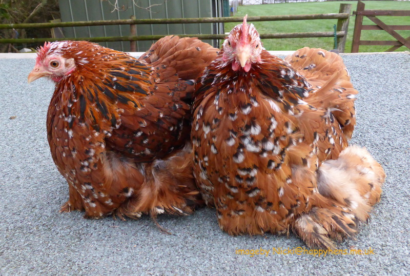 Pekin Bantam For Sale | Chickens | Breed Information | Omlet