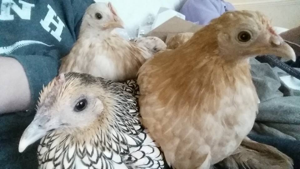 Pekin Bantam For Sale | Chickens | Breed Information | Omlet