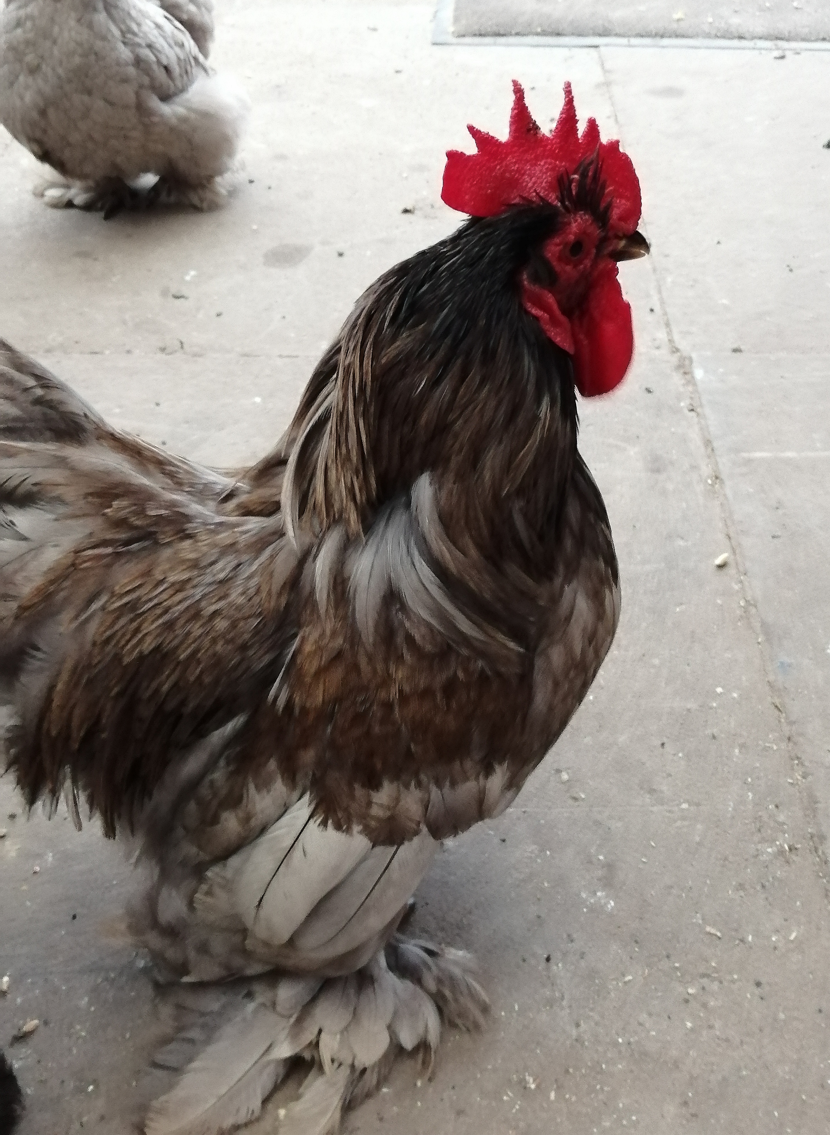 Pekin Bantam For Sale | Chickens | Breed Information | Omlet