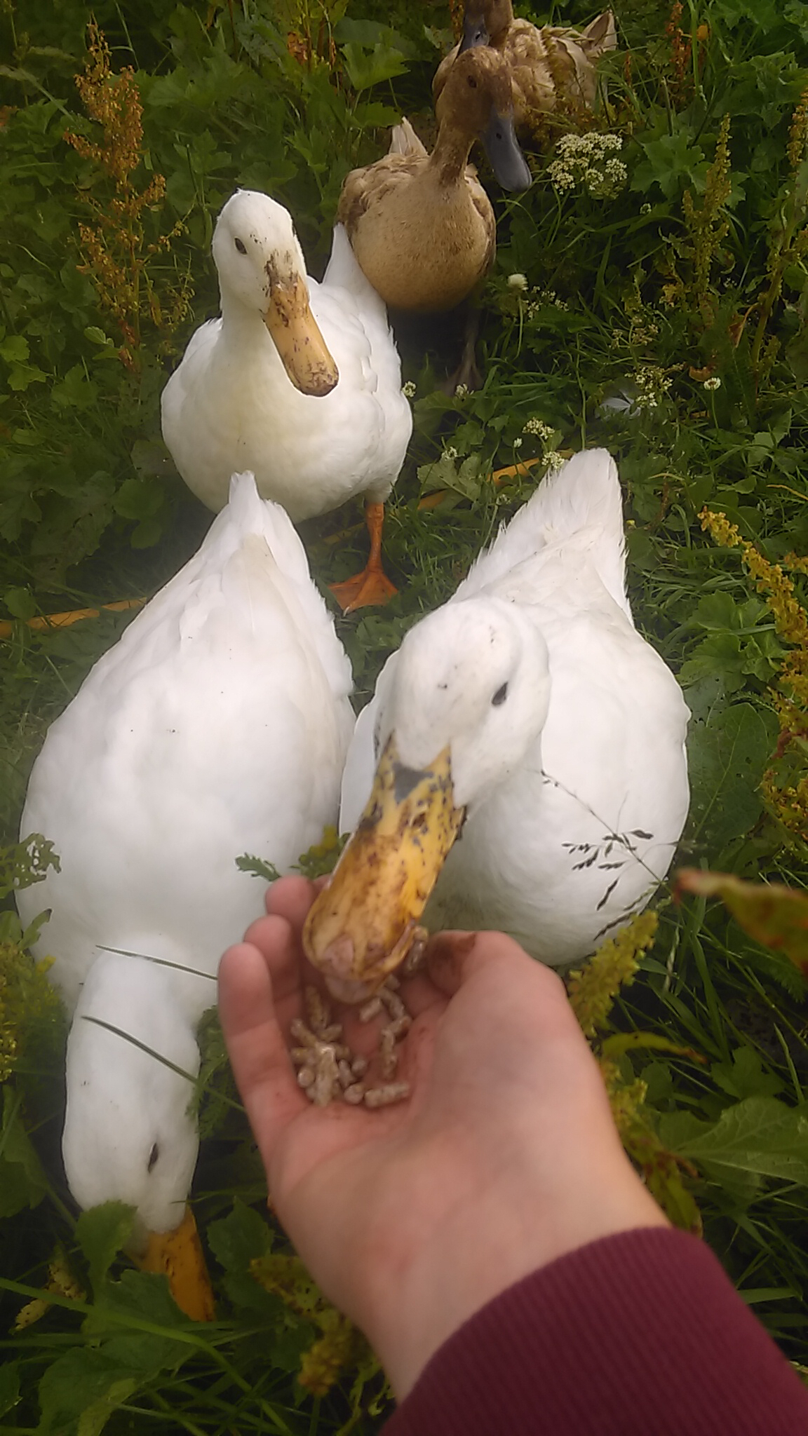 Pekin Duck | Ducks | Breed Information | Omlet