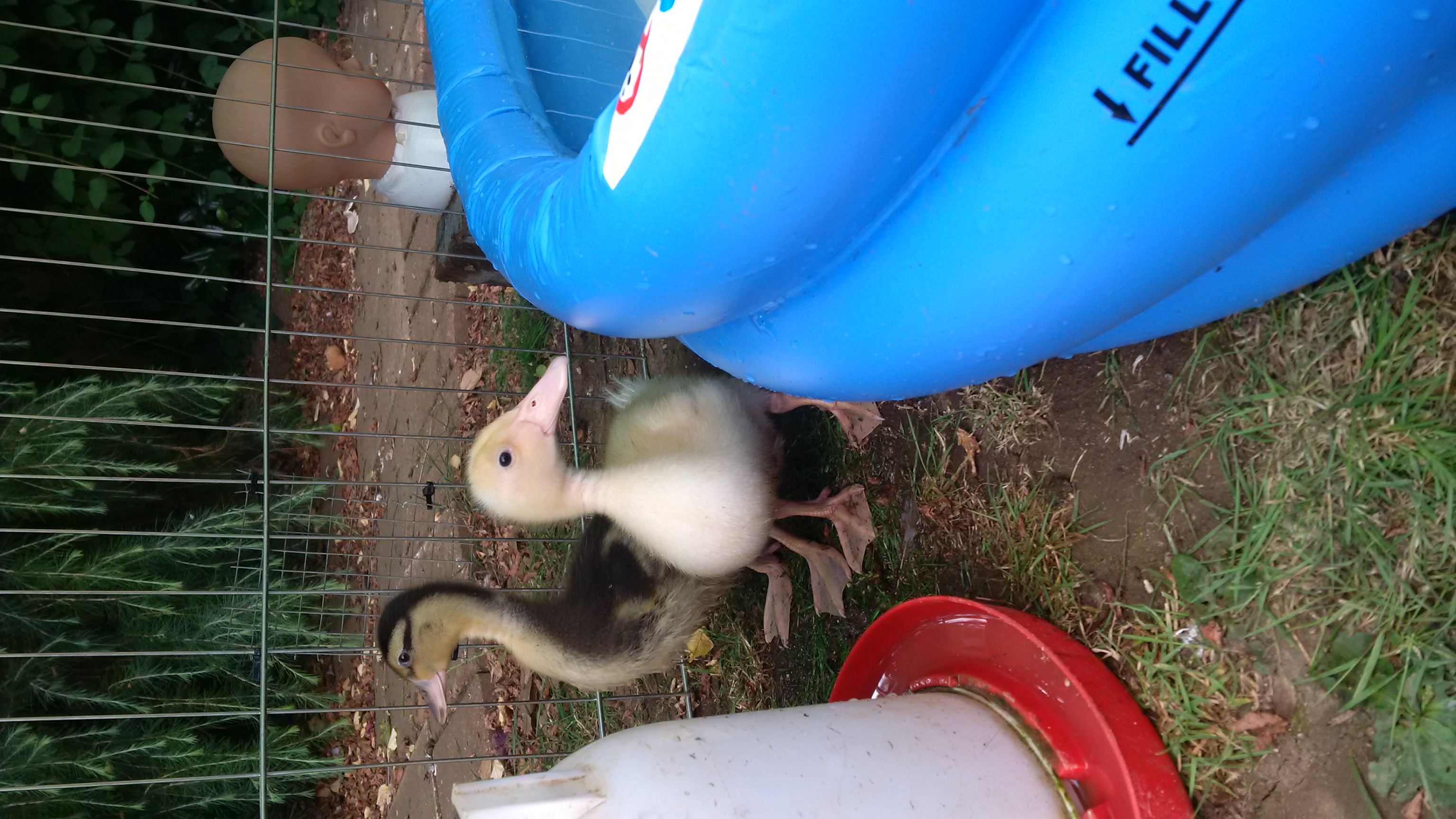 Pekin Duck | Ducks | Breed Information | Omlet