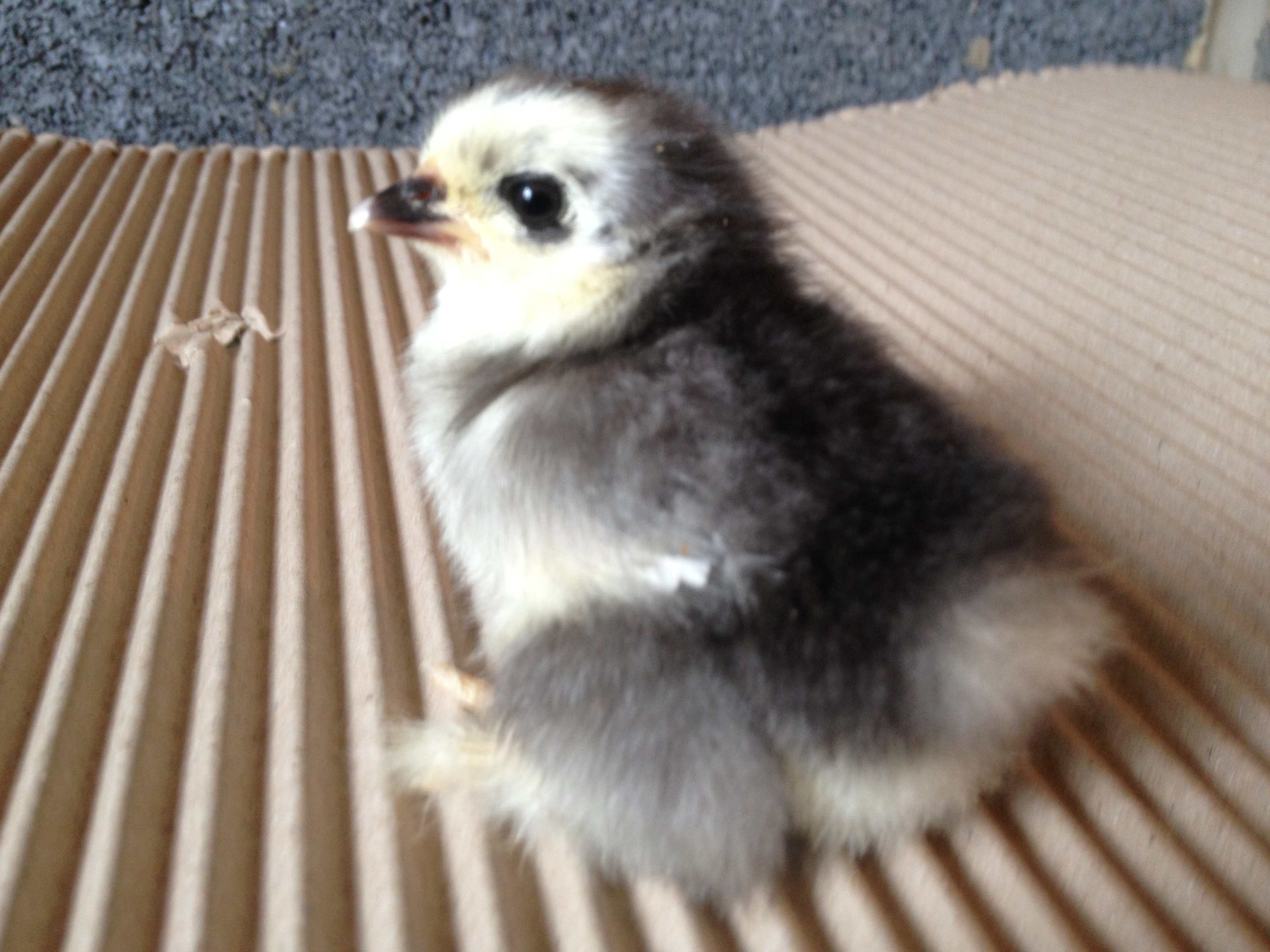 Pekin Bantam For Sale | Chickens | Breed Information | Omlet