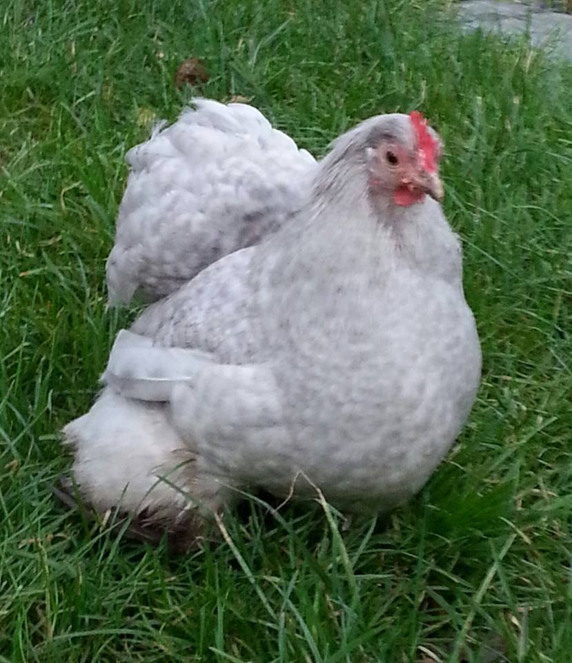 Pekin Bantam For Sale | Chickens | Breed Information | Omlet