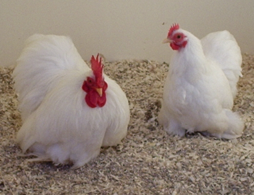 Pekin Bantam For Sale | Chickens | Breed Information | Omlet