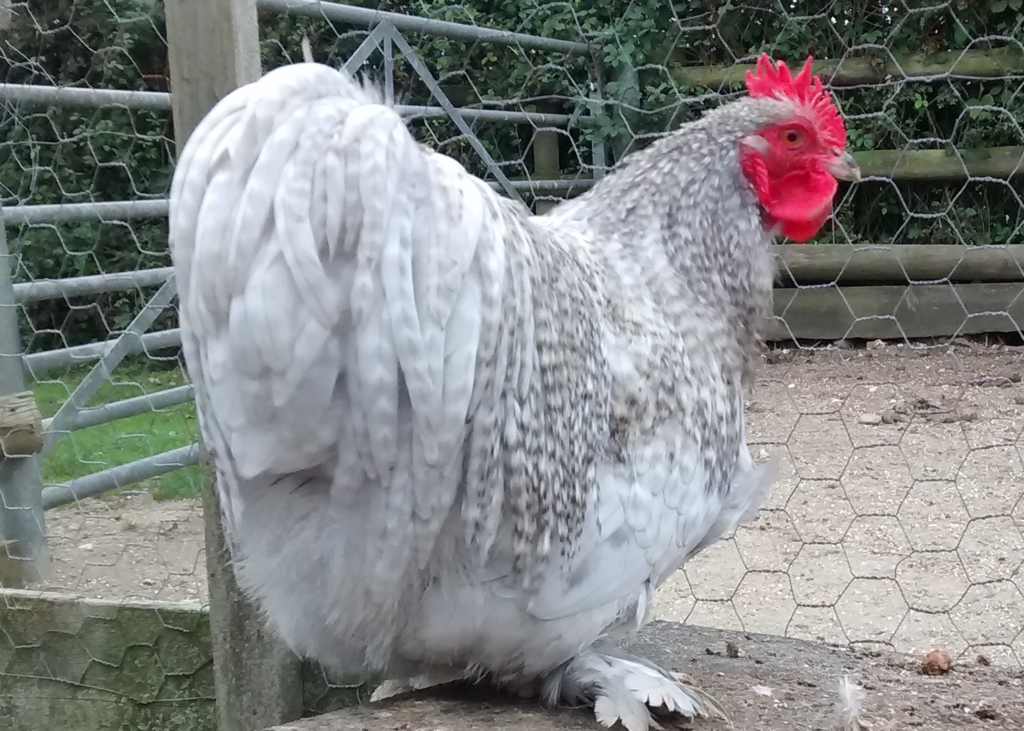 Pekin Bantam For Sale | Chickens | Breed Information | Omlet