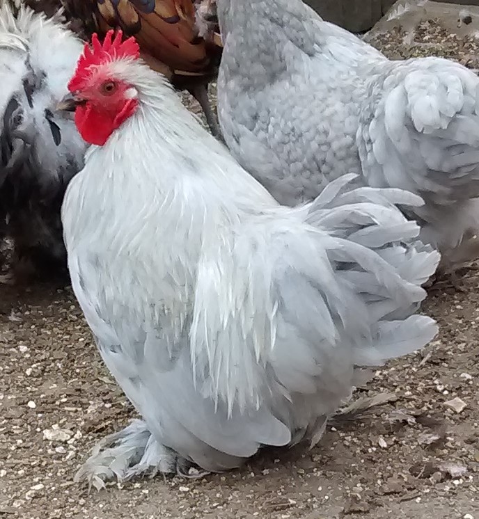 Pekin Bantam For Sale | Chickens | Breed Information | Omlet