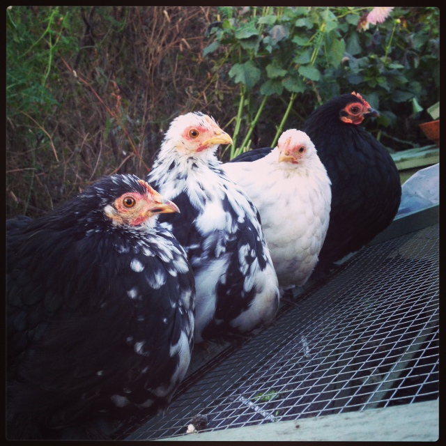 Pekin Bantam For Sale | Chickens | Breed Information | Omlet
