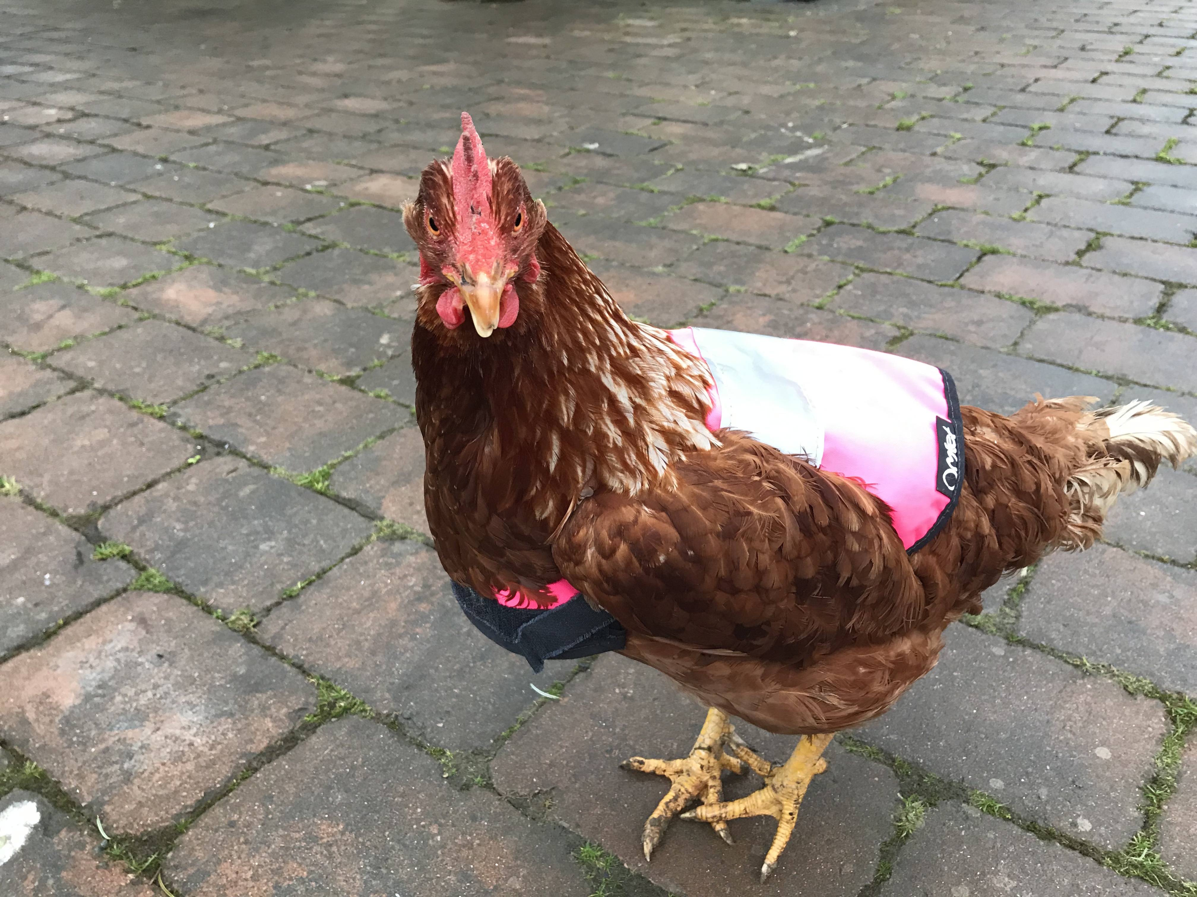 High-Vis Chicken Jacket | Chicken Coops, Walk in Chicken Runs, Chicken ...