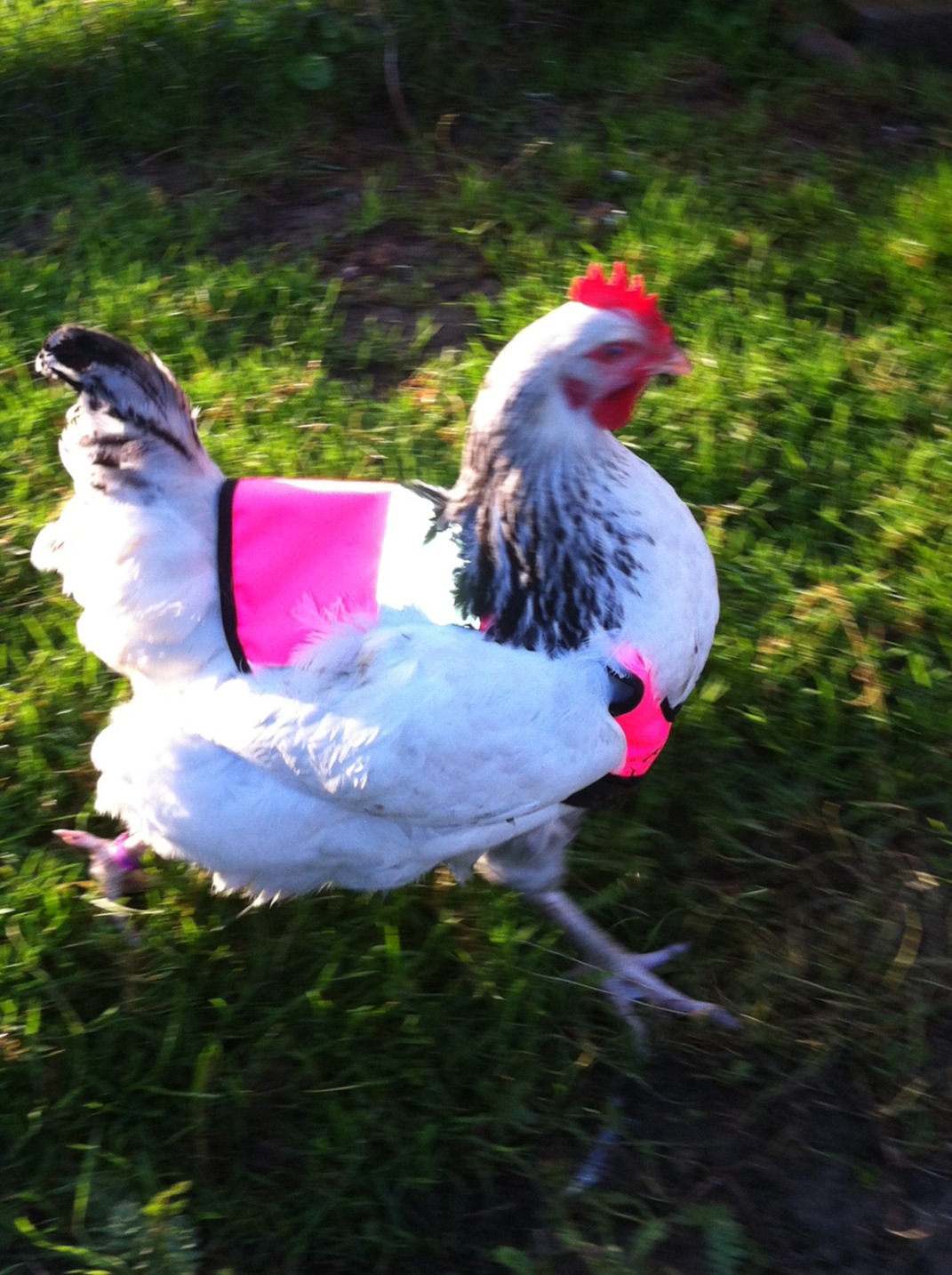 High-Vis Chicken Jacket | Chicken Coops, Walk in Chicken Runs, Chicken ...