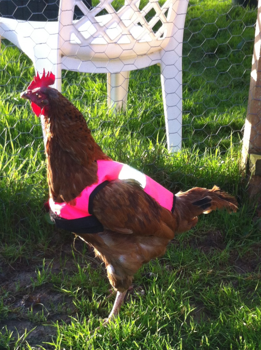 High-Vis Chicken Jacket | Chicken Coops, Walk in Chicken Runs, Chicken ...