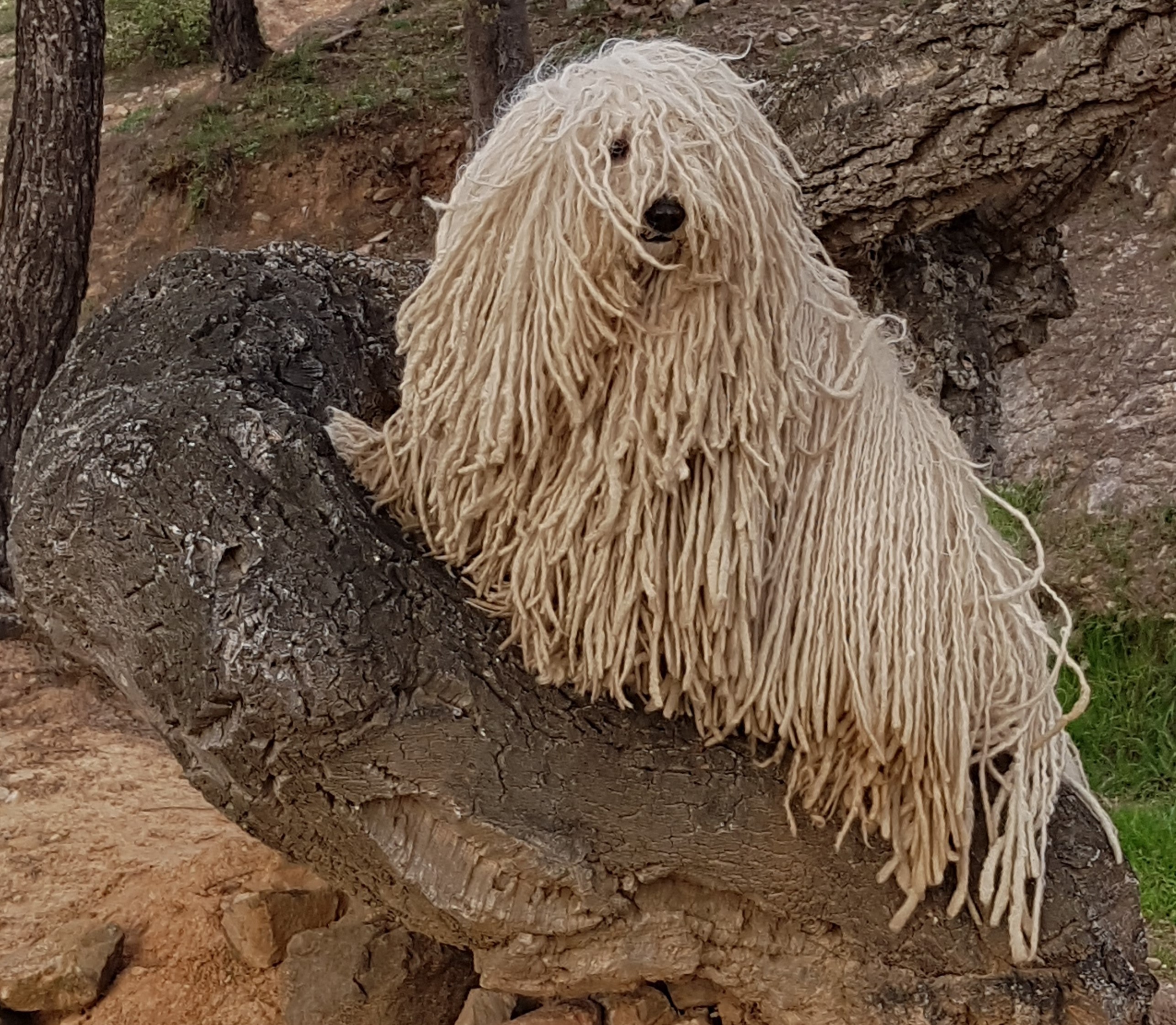 Puli | Dogs | Breed Information | Omlet