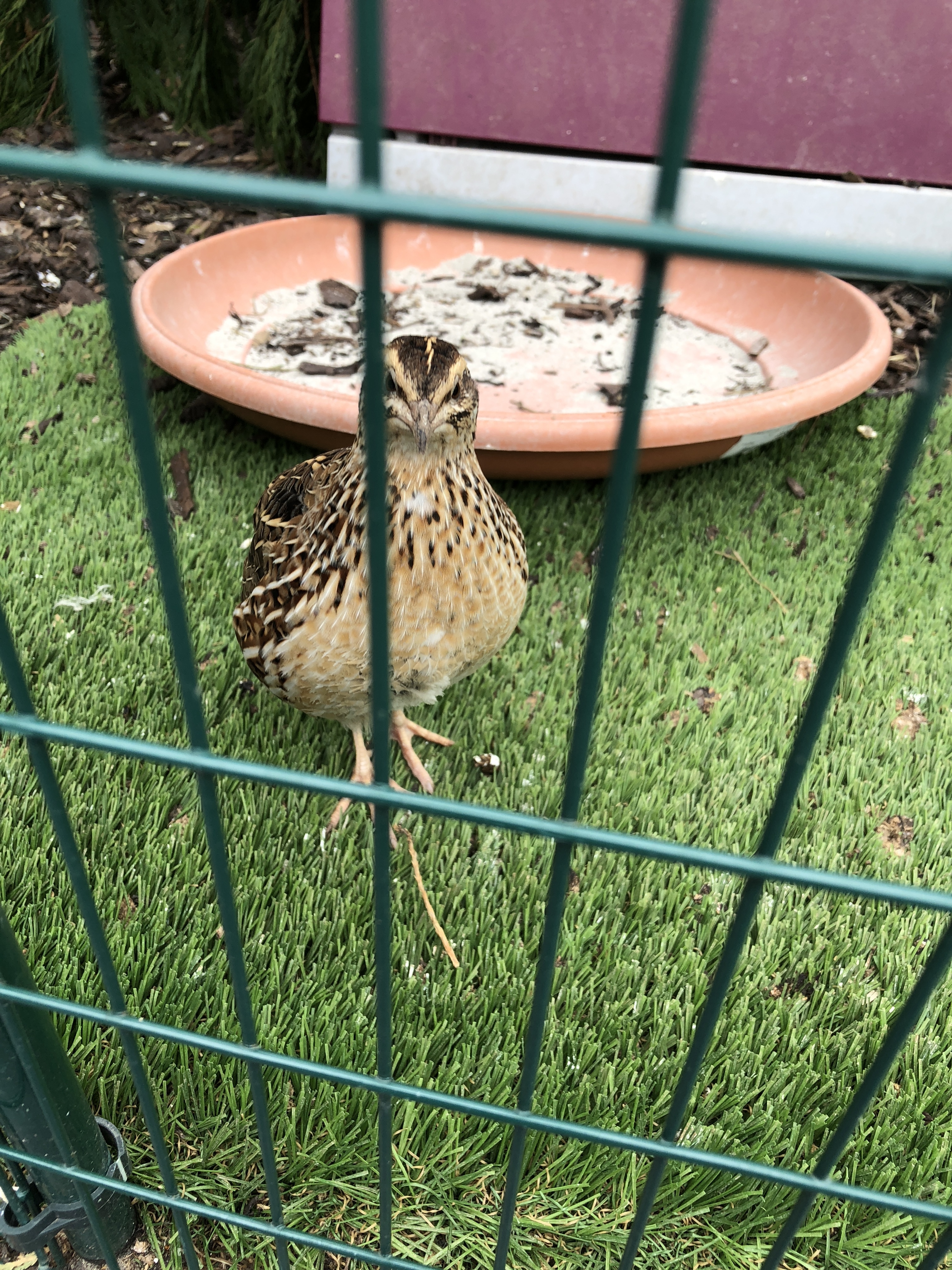 Wild Birds | Quail Health | Quails | Guide | Omlet UK