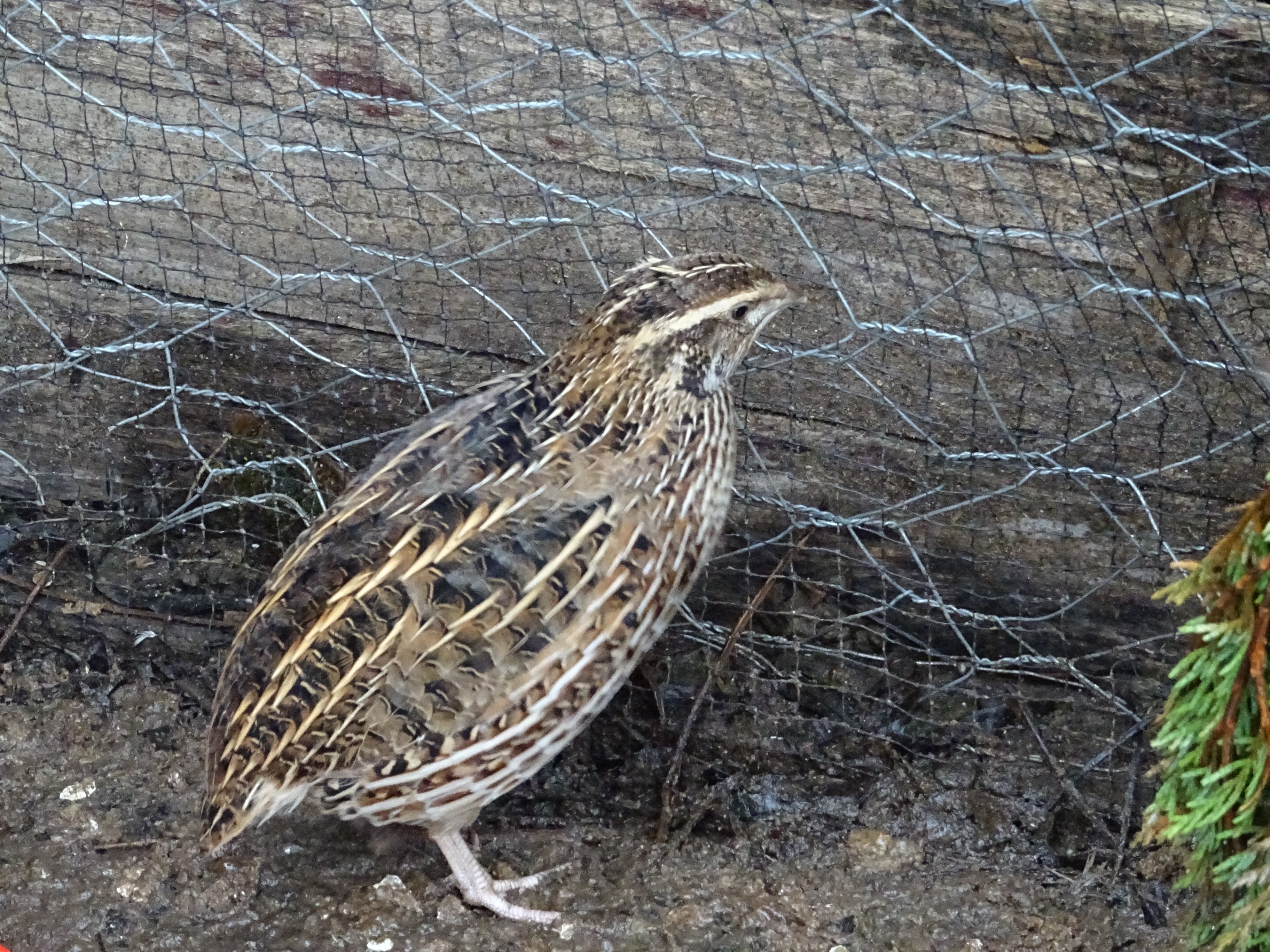 Quails | Guide | Omlet UK