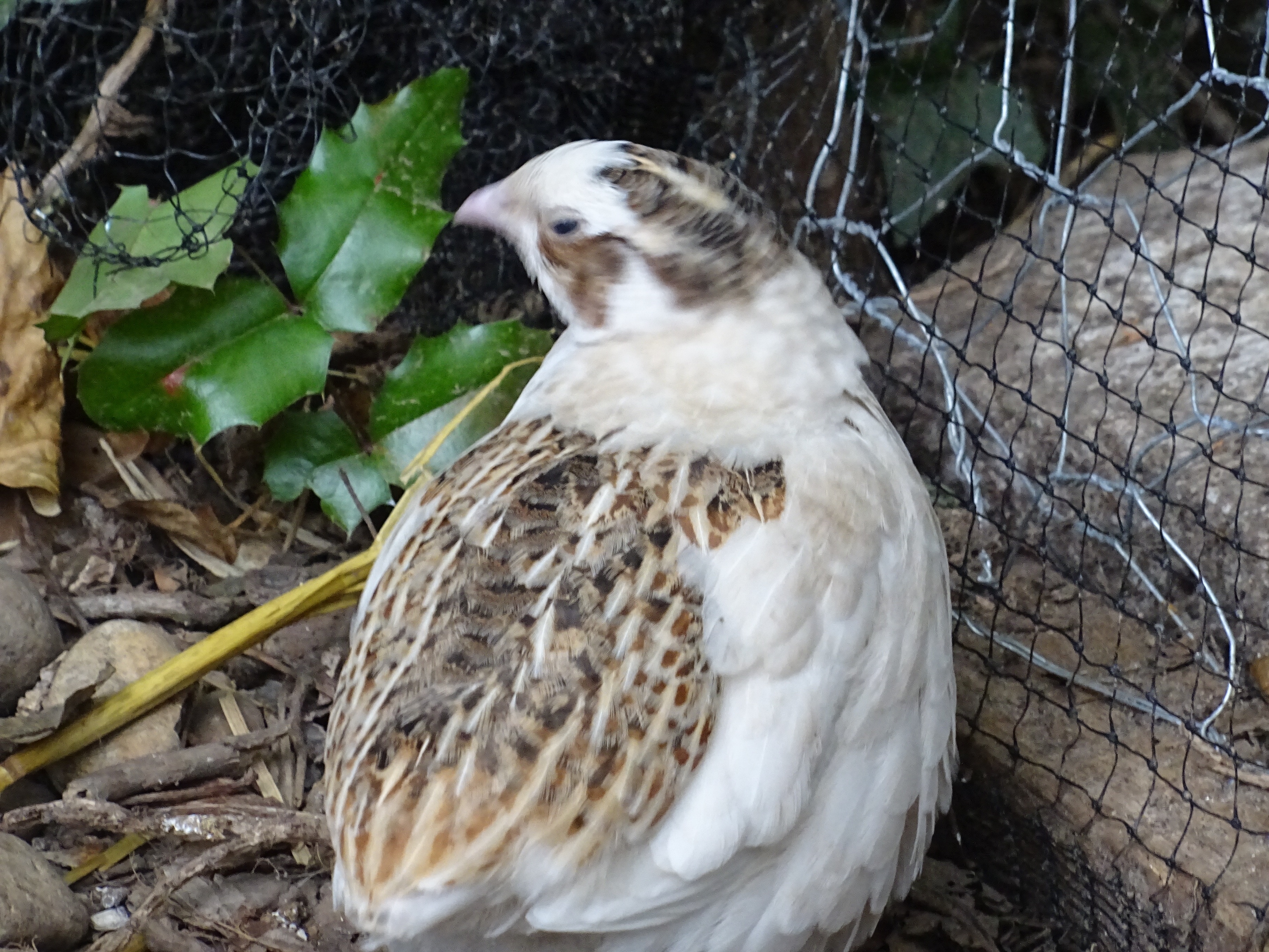 Quails | Guide | Omlet UK