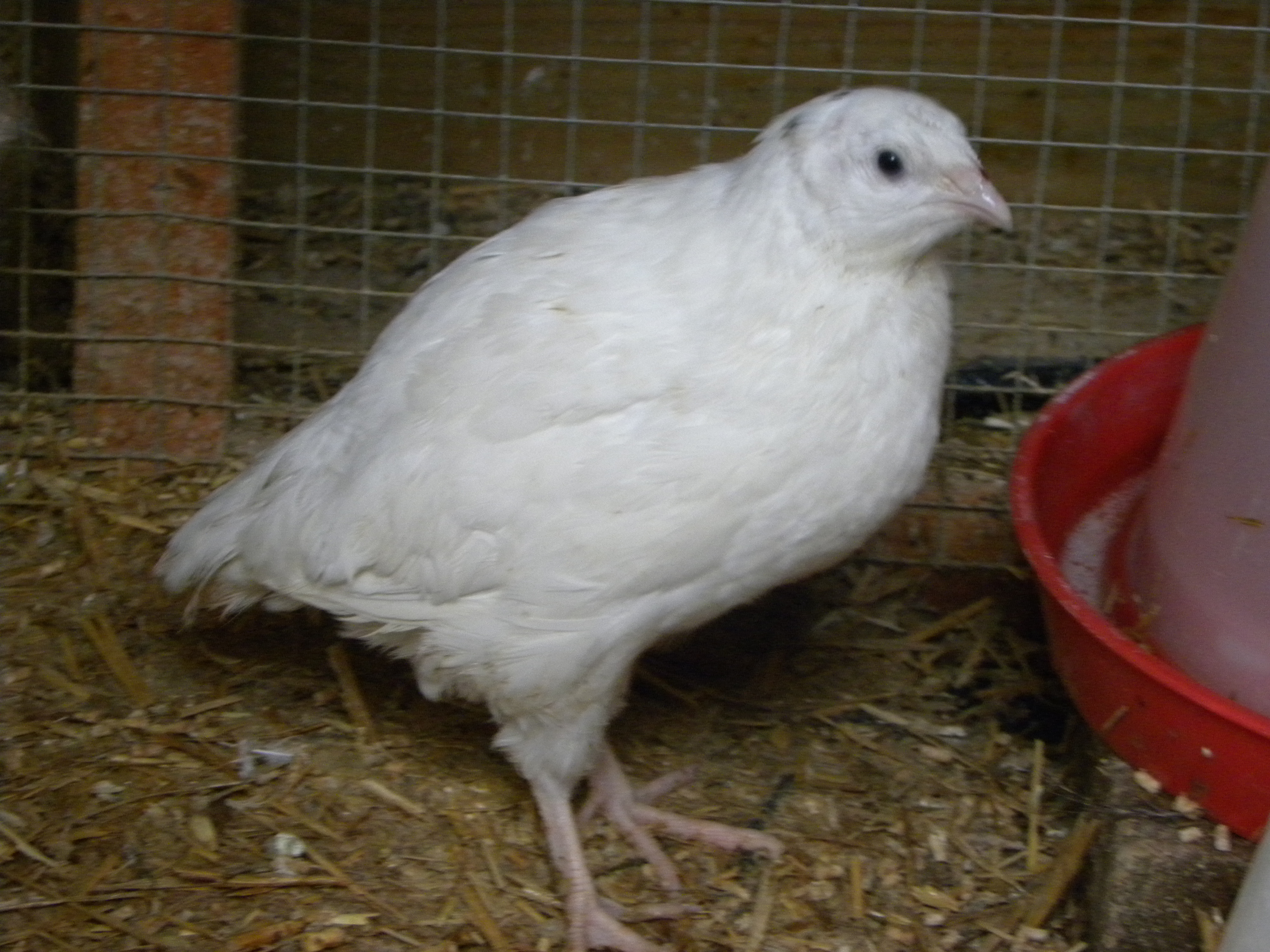 Quails | Guide | Omlet UK