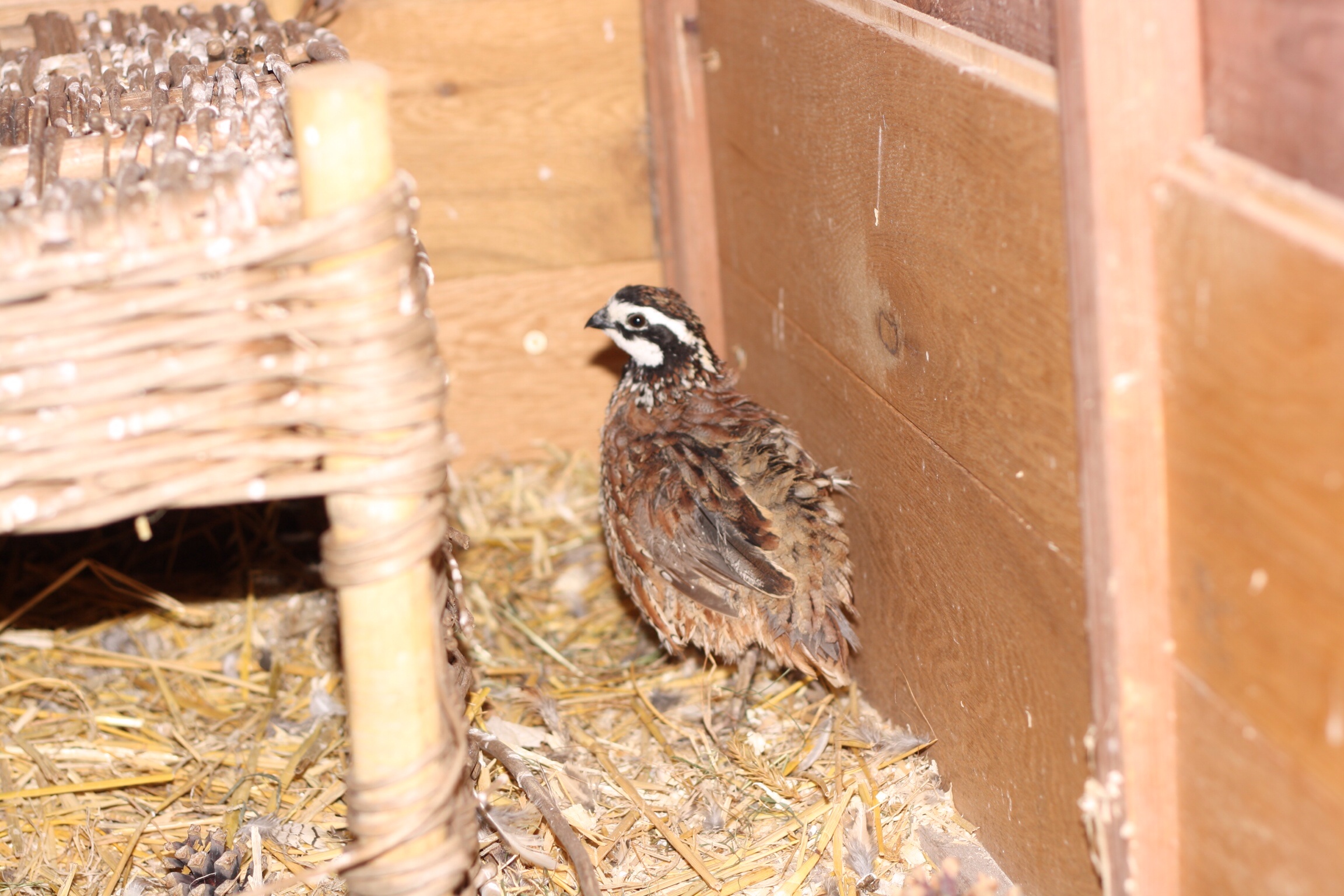 Looking after your Quail | Quail Care | Quails | Guide | Omlet UK
