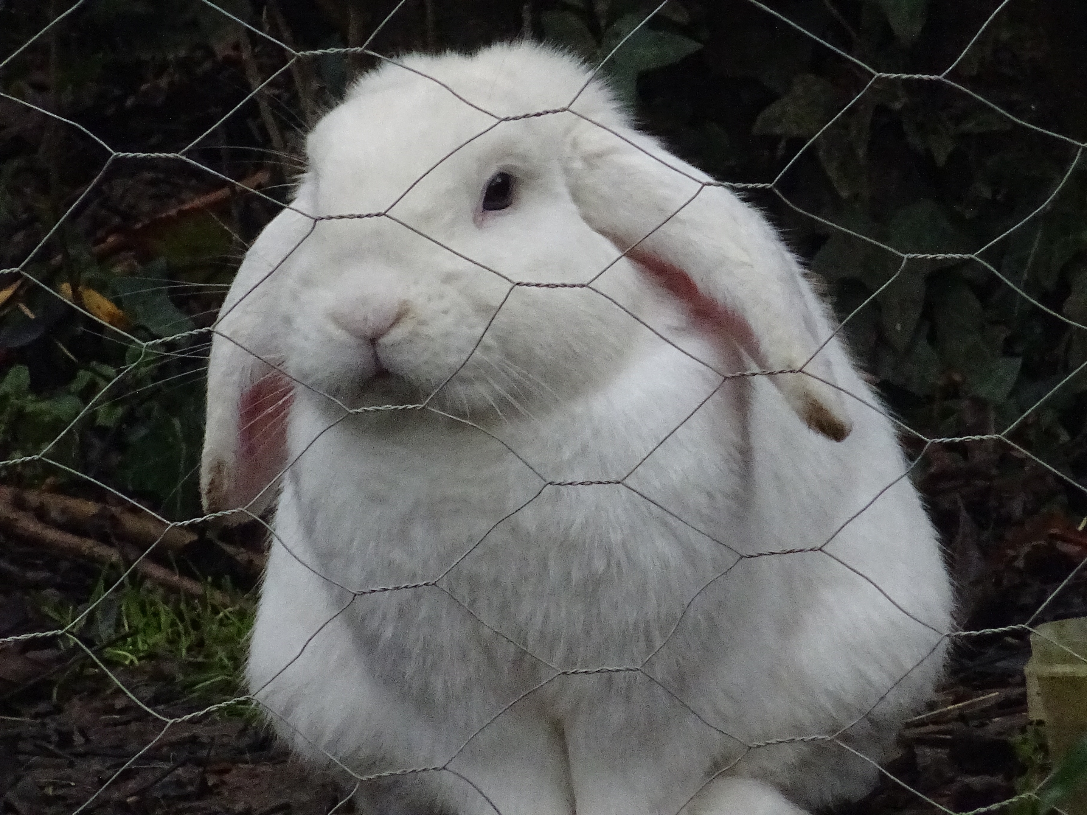 Rabbits | Guide | Omlet UK