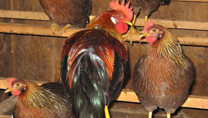 Red Cap (Sombrero Rojo) For Sale | Chickens | Breed Information | Omlet