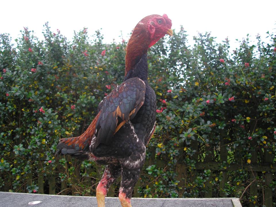 Ko Shamo For Sale | Chickens | Breed Information | Omlet