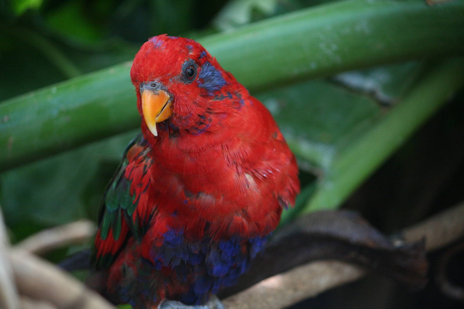 Red Lory | Parrots | Breed Information | Omlet