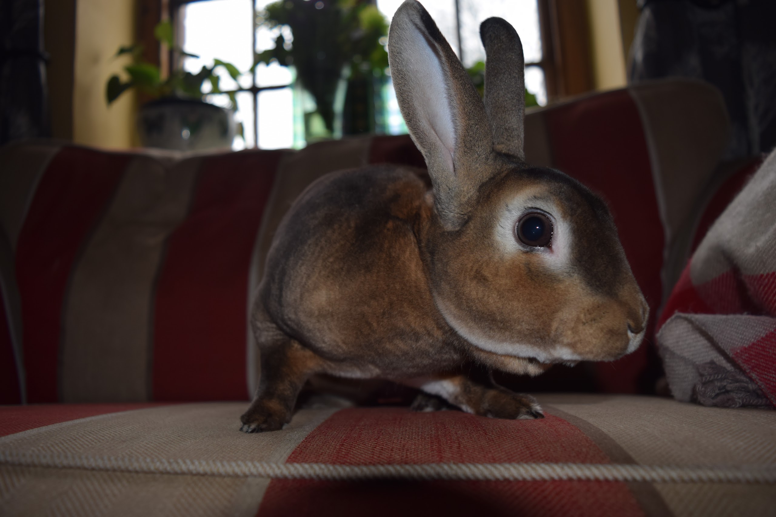 Rex For Sale | Rabbits | Breed Information | Omlet