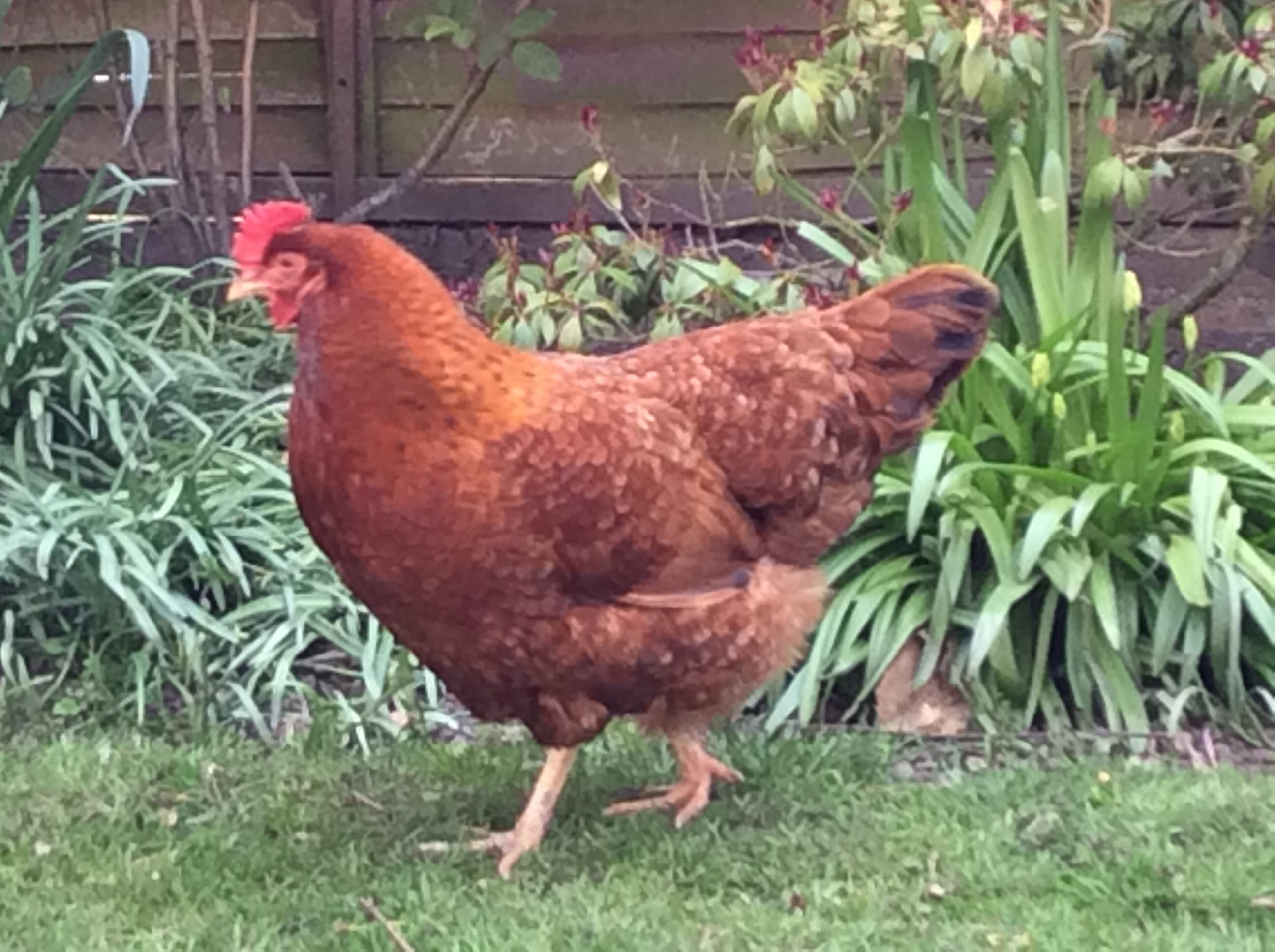 Rhodebar For Sale | Chickens | Breed Information | Omlet